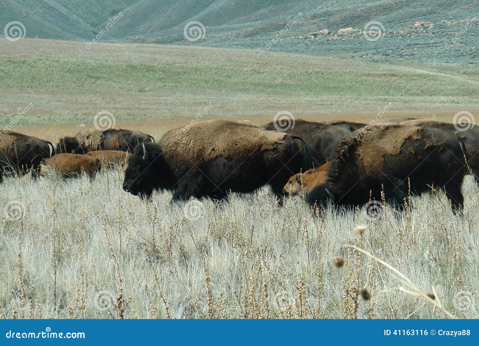 Wild bison herd stock photo. Image of herd, antelope - 41163116