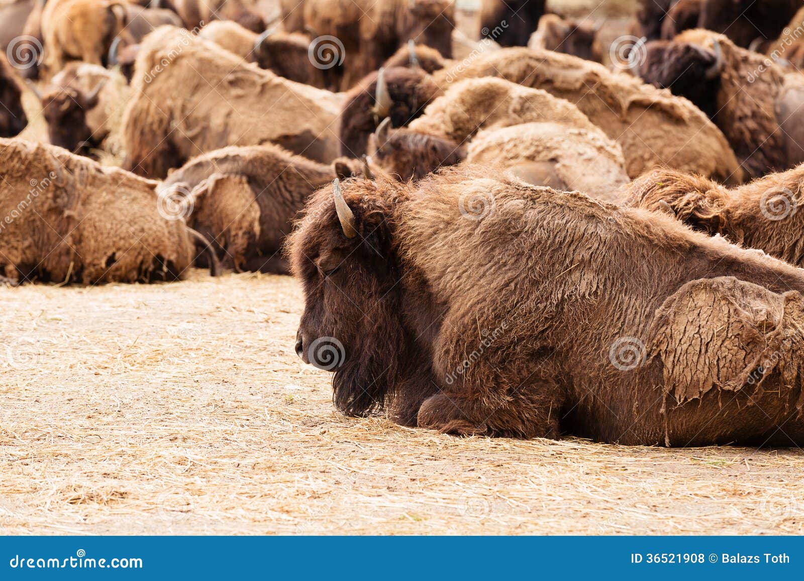 WILD BISON HERD stock photo. Image of bull, horns, herd - 36521908