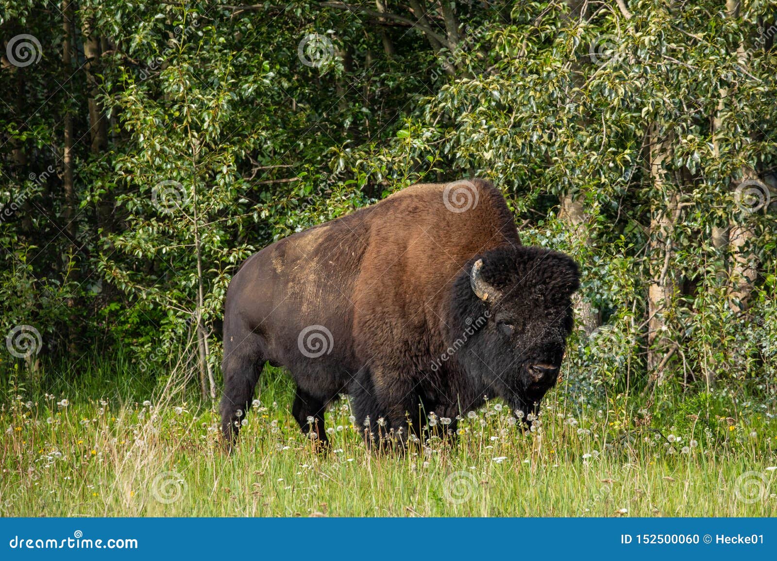 Wild Bison in the North of Canada Stock Photo - Image of outdoors ...