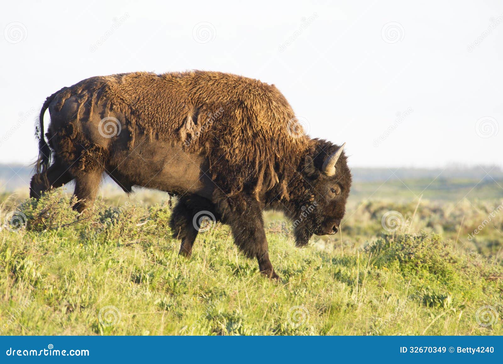 Wild Bison Stands on a Hill Against a Clear Sky. Stock Image - Image of ...