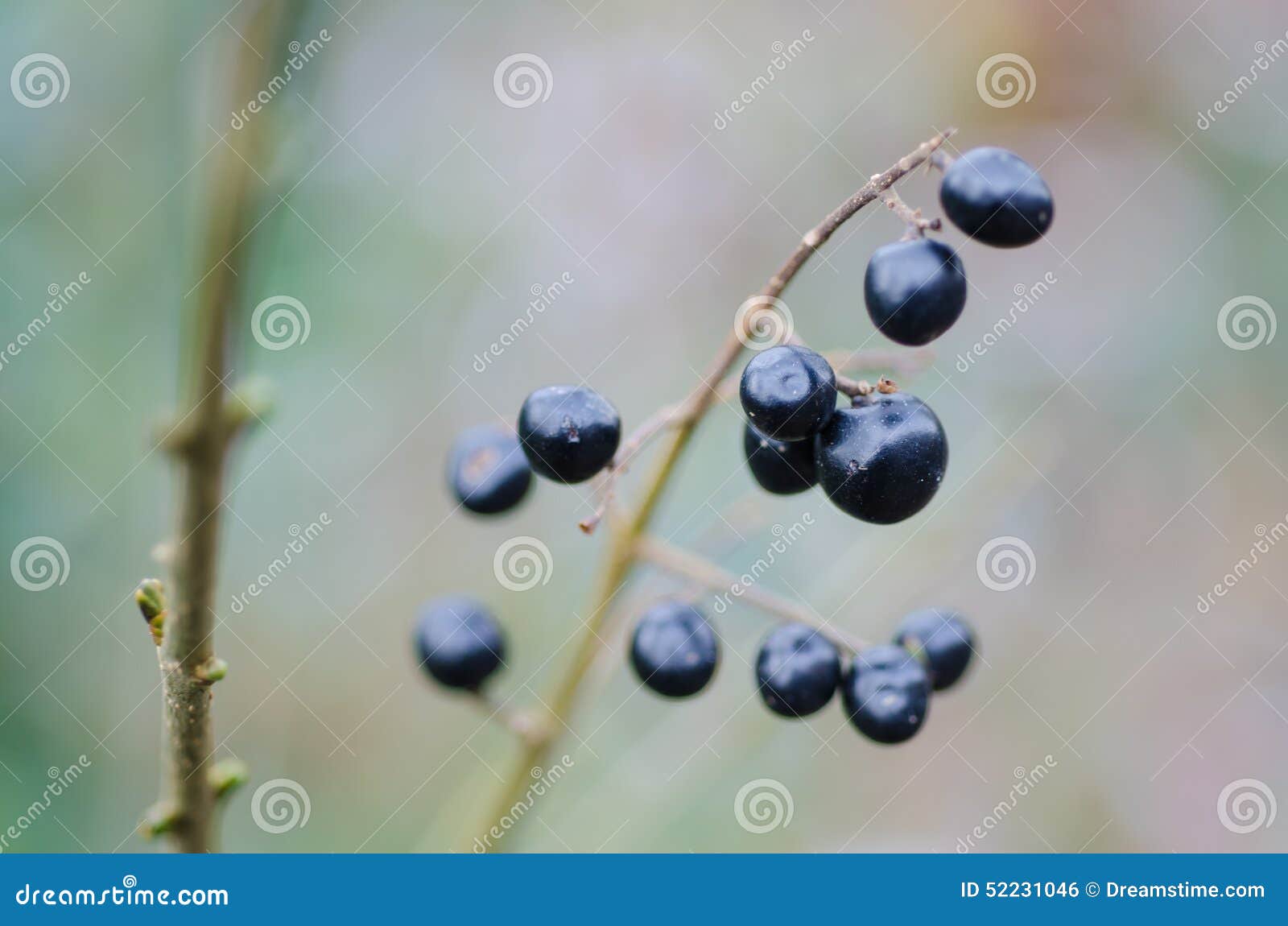 Wild Black Berries Close Up Stock Photo - Image of blur, berries: 52231046