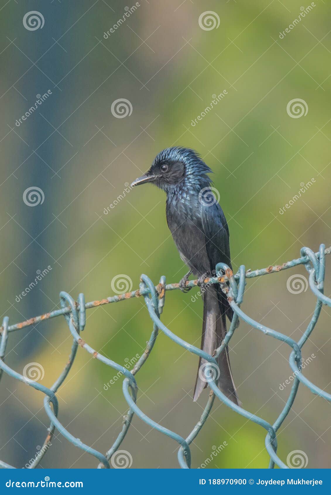 A Wild Black Bird on the Wire Fencing . Stock Photo - Image of fencing ...