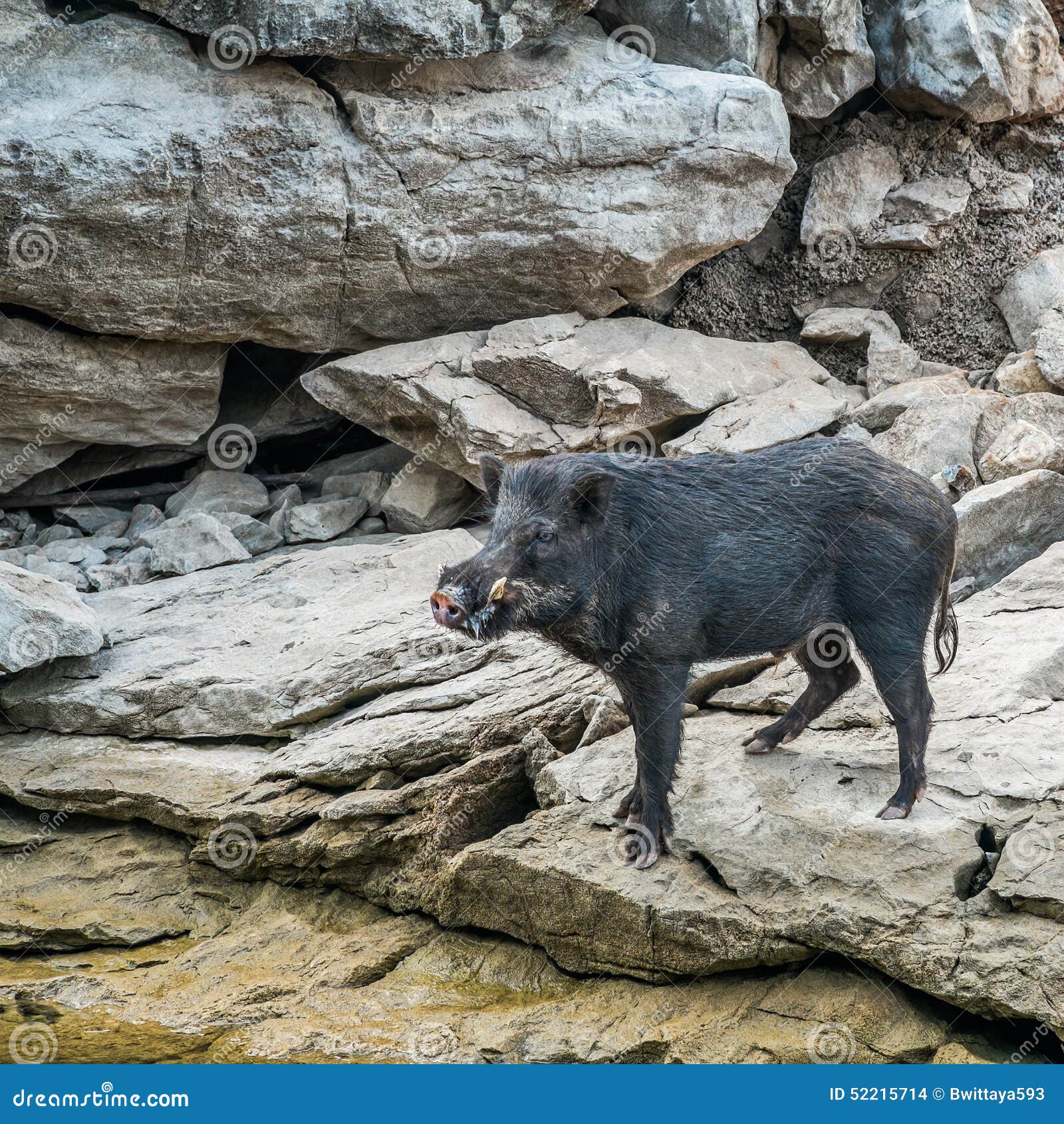 Black Boar Is Looking For Prey. Wild Animals In Nature. Stock Photo ...