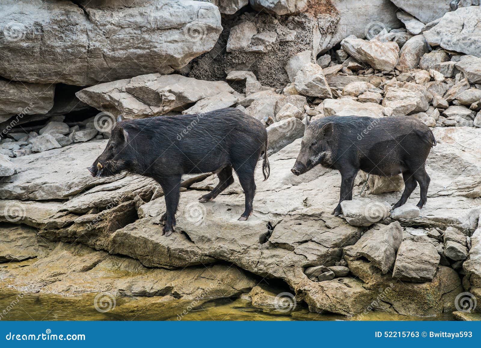 Black Boar Is Looking For Prey. Wild Animals In Nature. Stock Photo ...