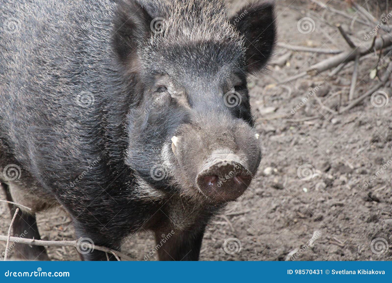 Wild black boars stock image. Image of aviary, black - 98570431