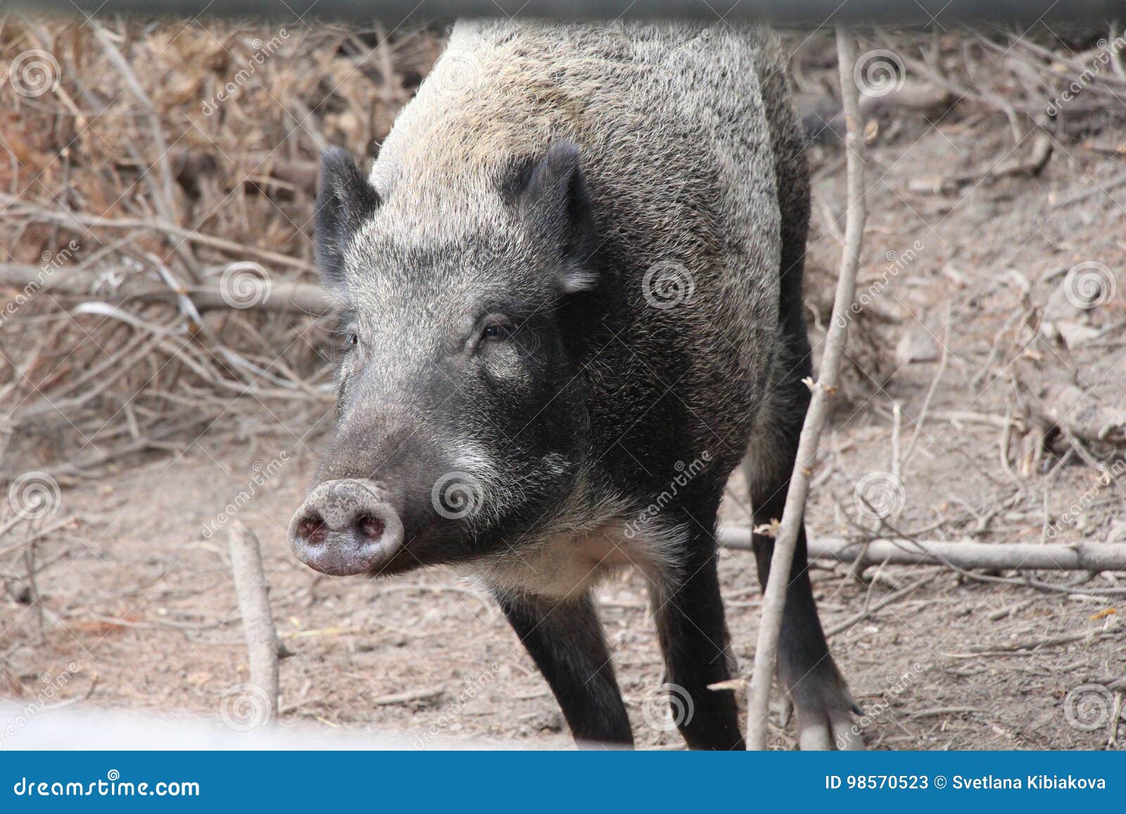 Wild black boars stock image. Image of wildlife, branches - 98570523
