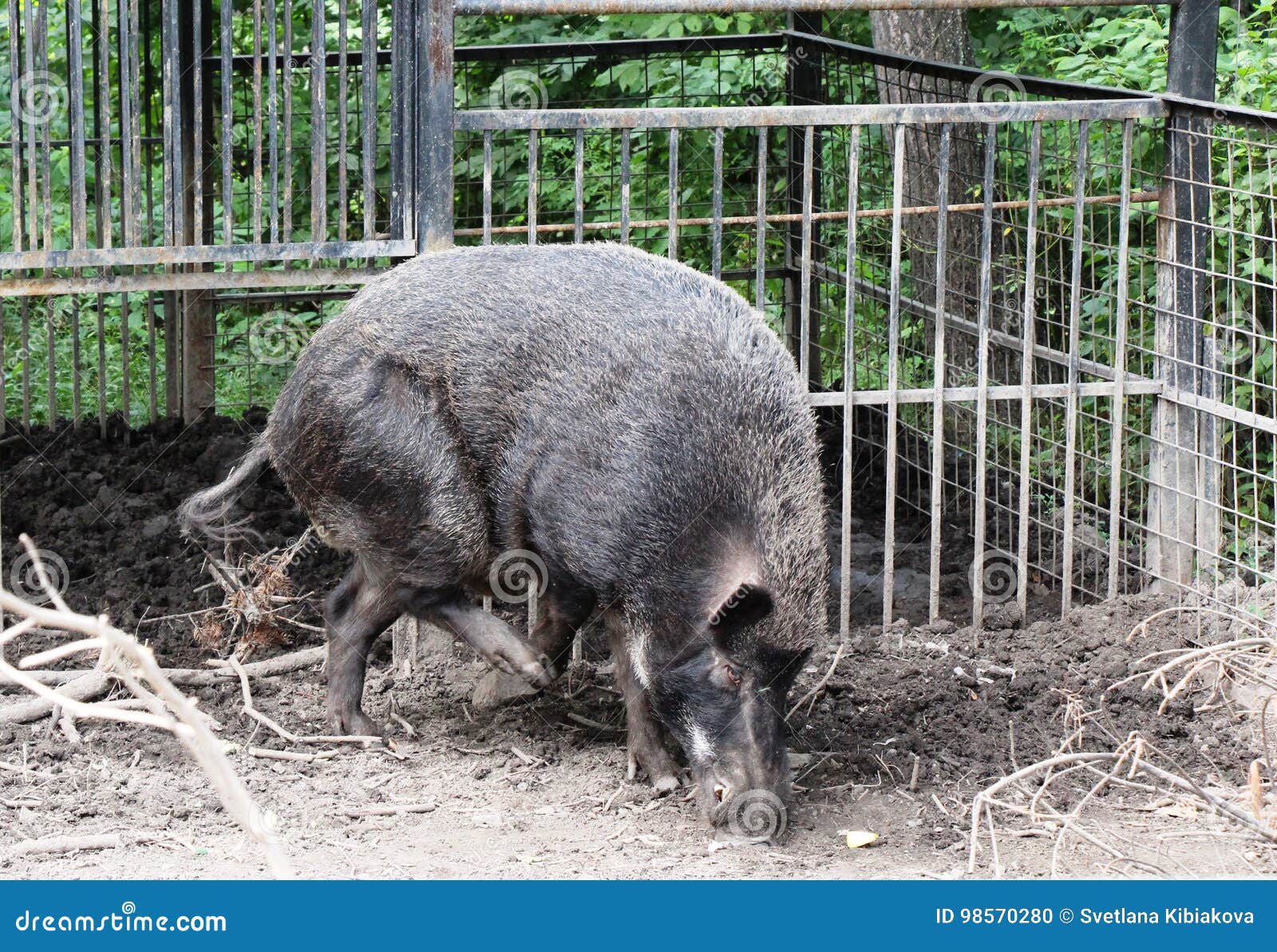 Wild black boars i stock photo. Image of boar, black - 98570280
