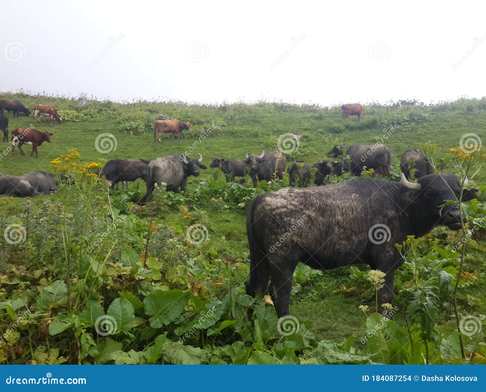 Wild Black Buffaloes and Cows Graze in Alpine Meadows in the Mountains ...