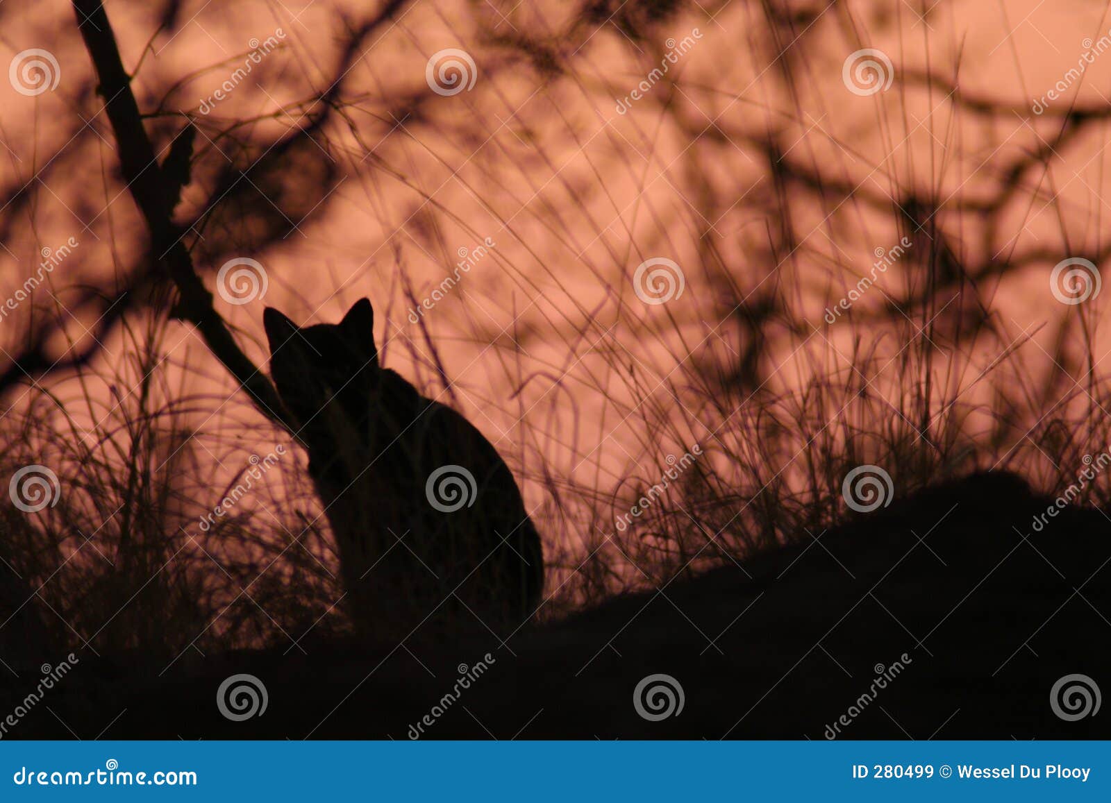 Wild black cat stock image. Image of game, south, night - 280499