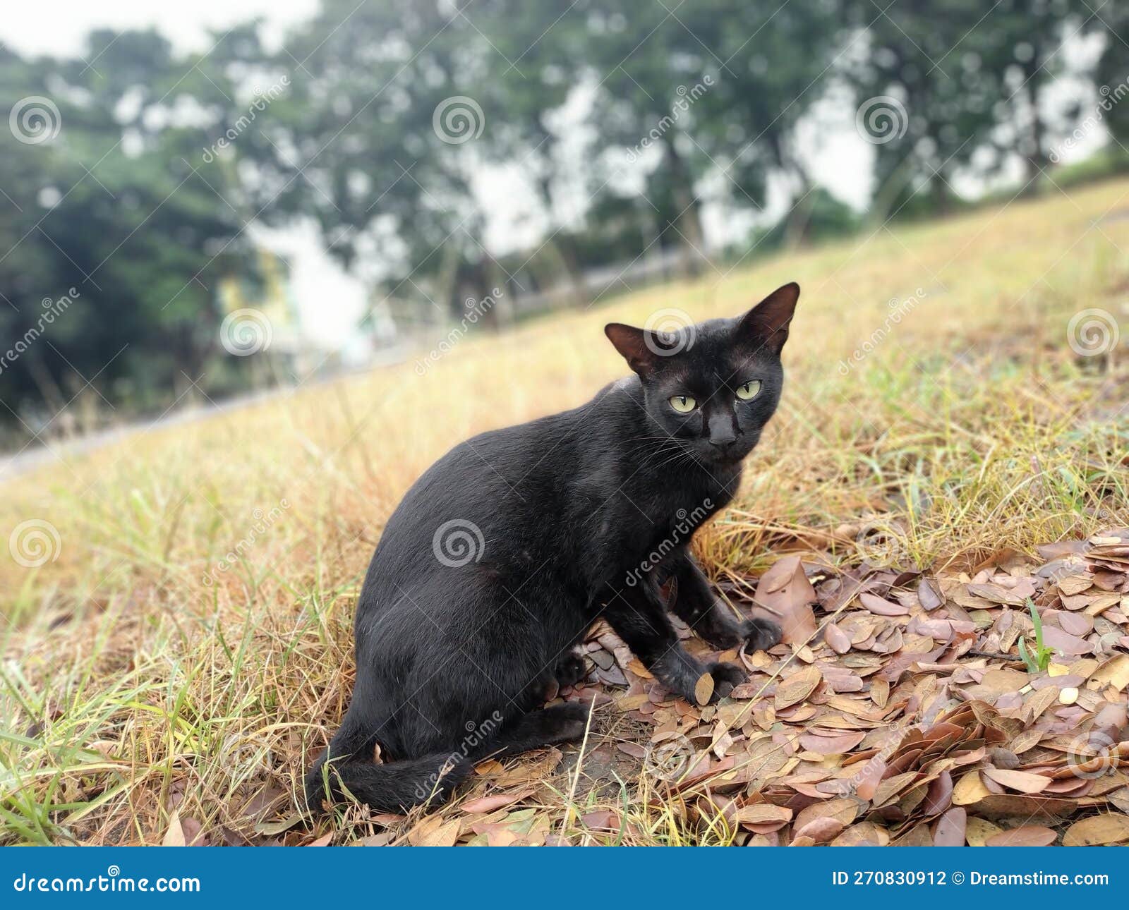 Wild Black Cat is in a Garden with Lots of Grass and Trees Stock Photo ...