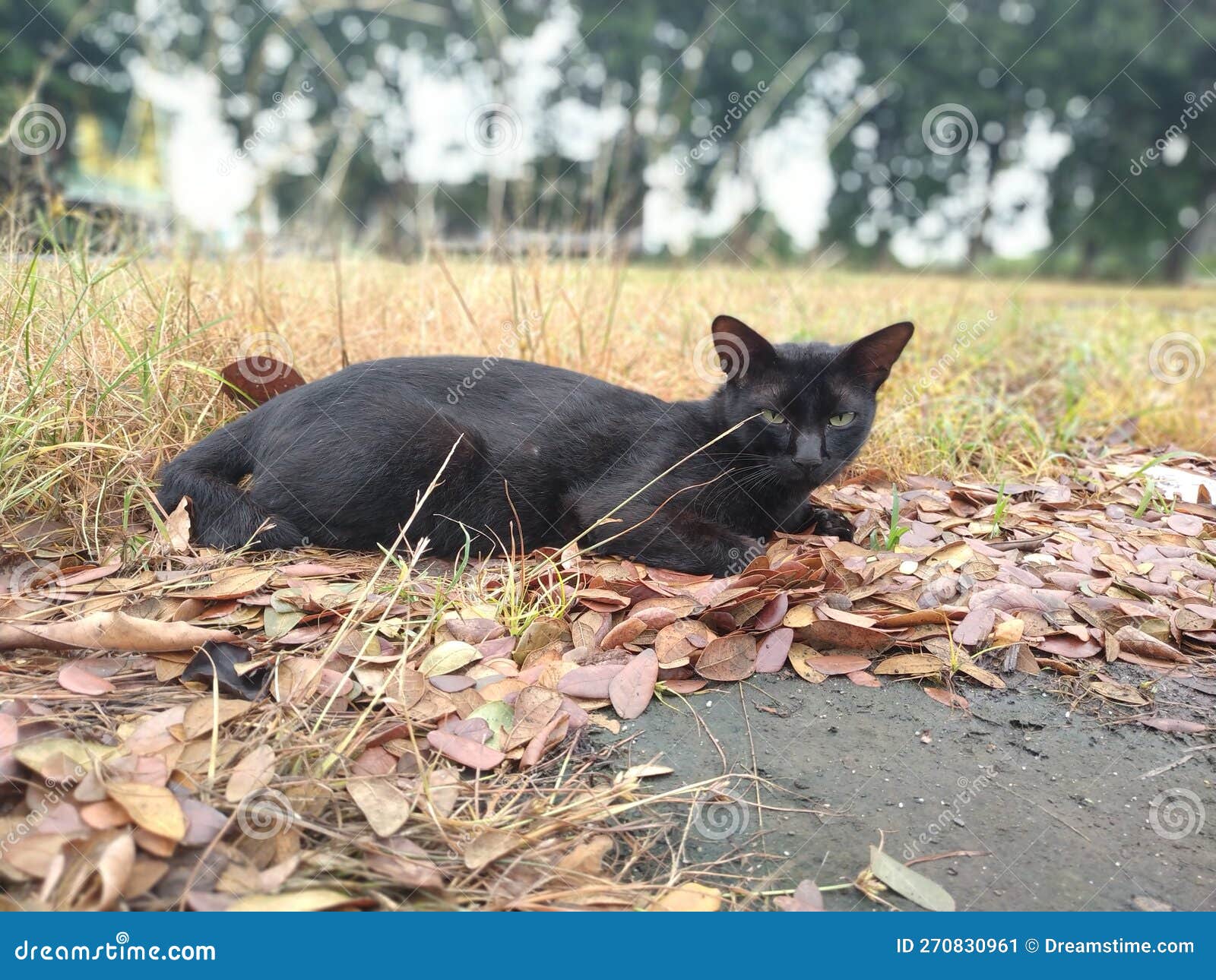 Wild Black Cat is in a Garden with Lots of Grass and Trees Stock Image ...