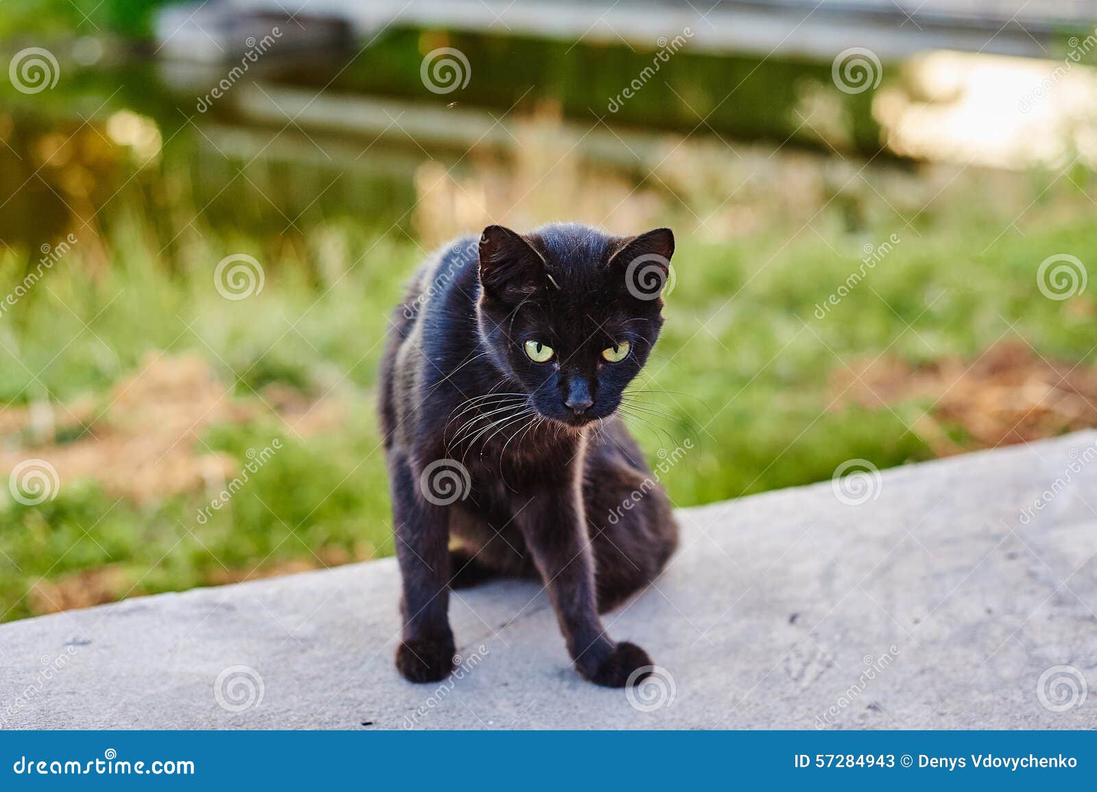 Wild black cat in park stock image. Image of face, animal - 57284943
