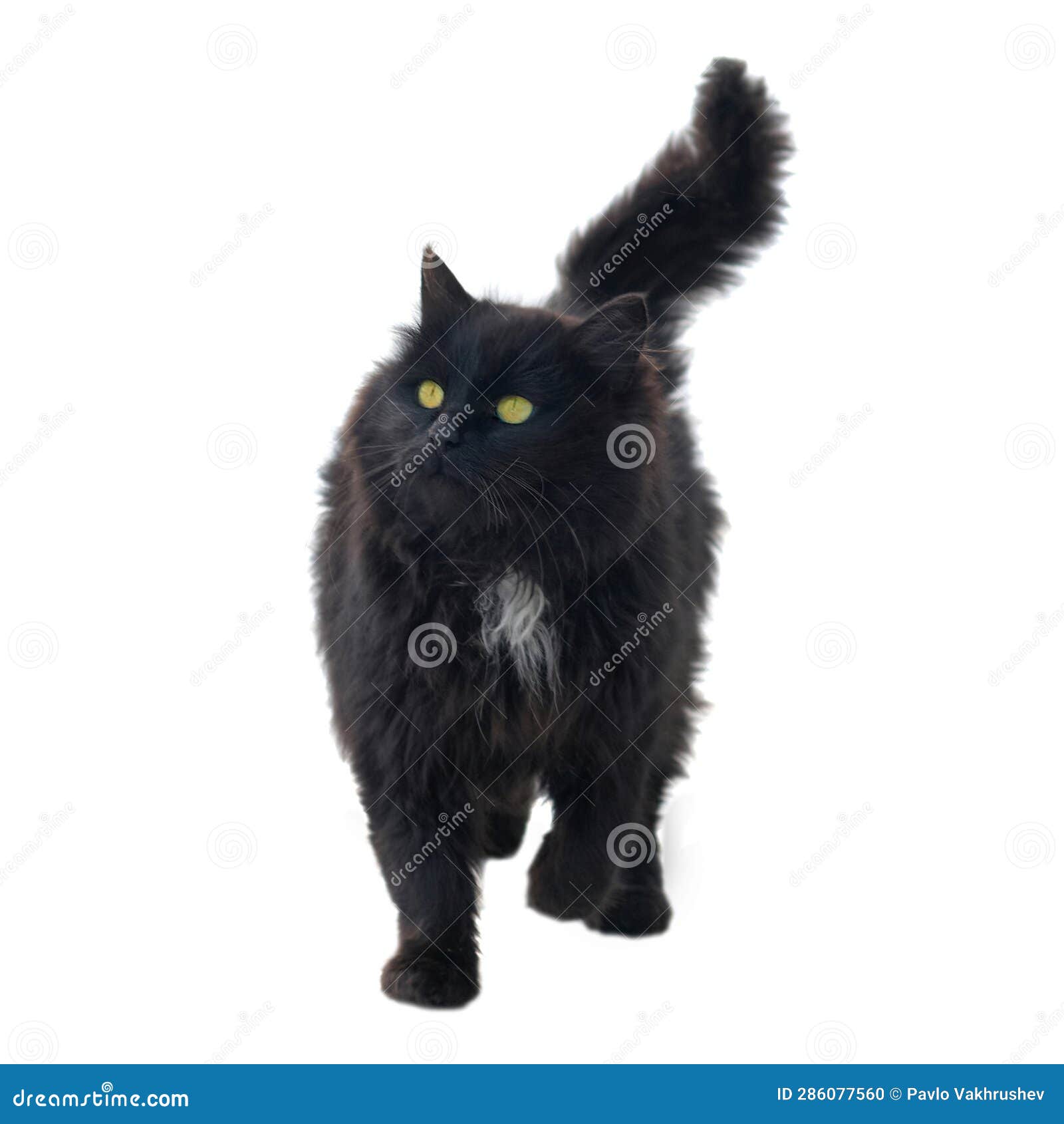 Wild black cat stock photo. Image of black, beautiful - 286077560