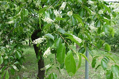 Wild Black Cherry Tree in Bloom in May Stock Photo - Image of leafage ...