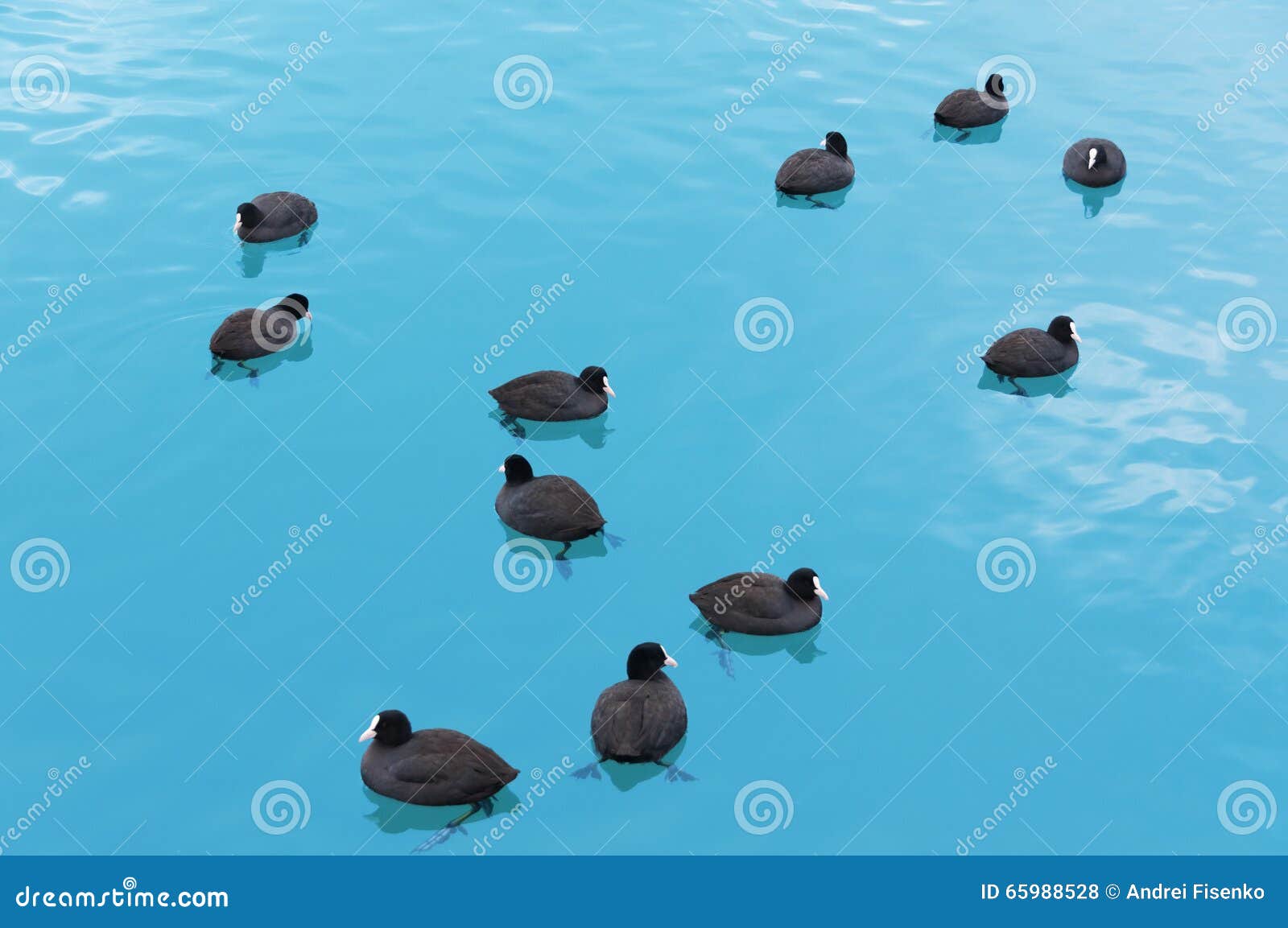 Wild Black Ducks Floating in Open Water Stock Photo - Image of fauna ...