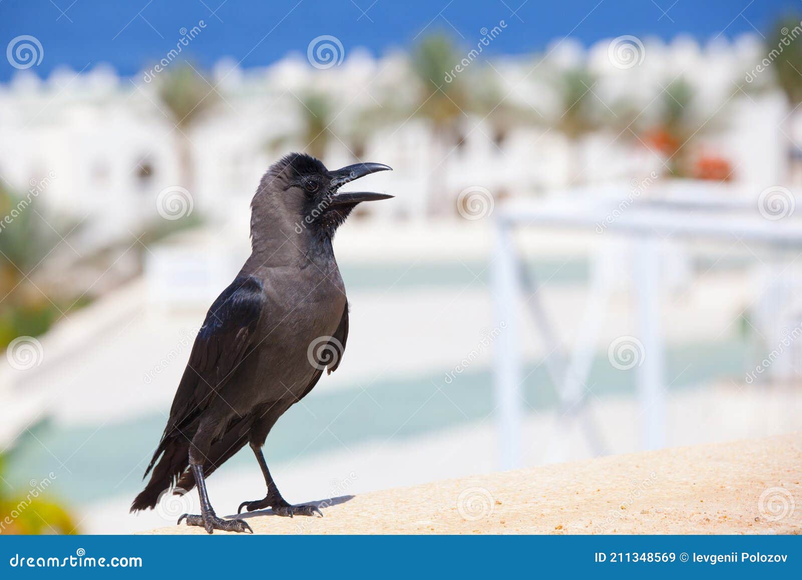 Raven Sitting on Chair Closeup Stock Image - Image of rook, black ...
