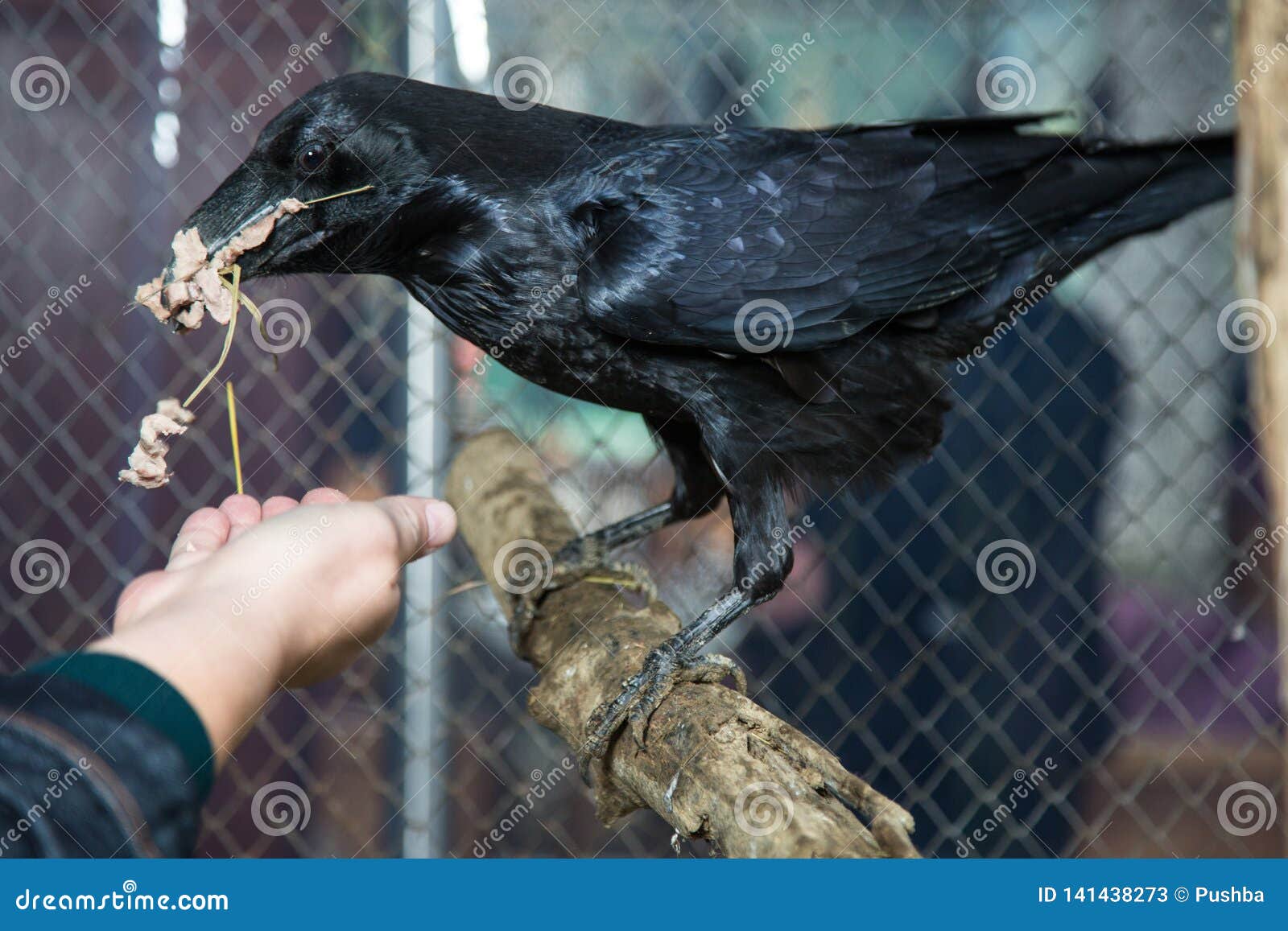 Wild Black Raven in the Zoo Stock Image - Image of intelligent, grand ...