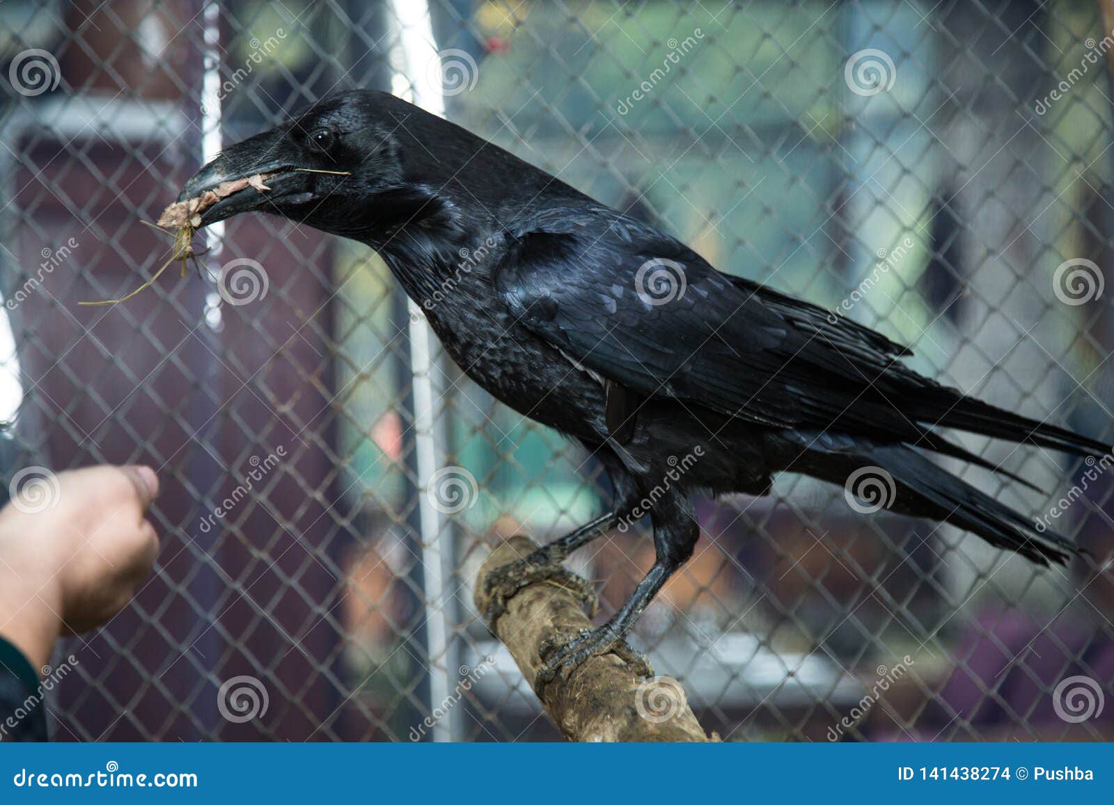 Wild Black Raven in the Zoo Stock Photo - Image of closeup, parks ...