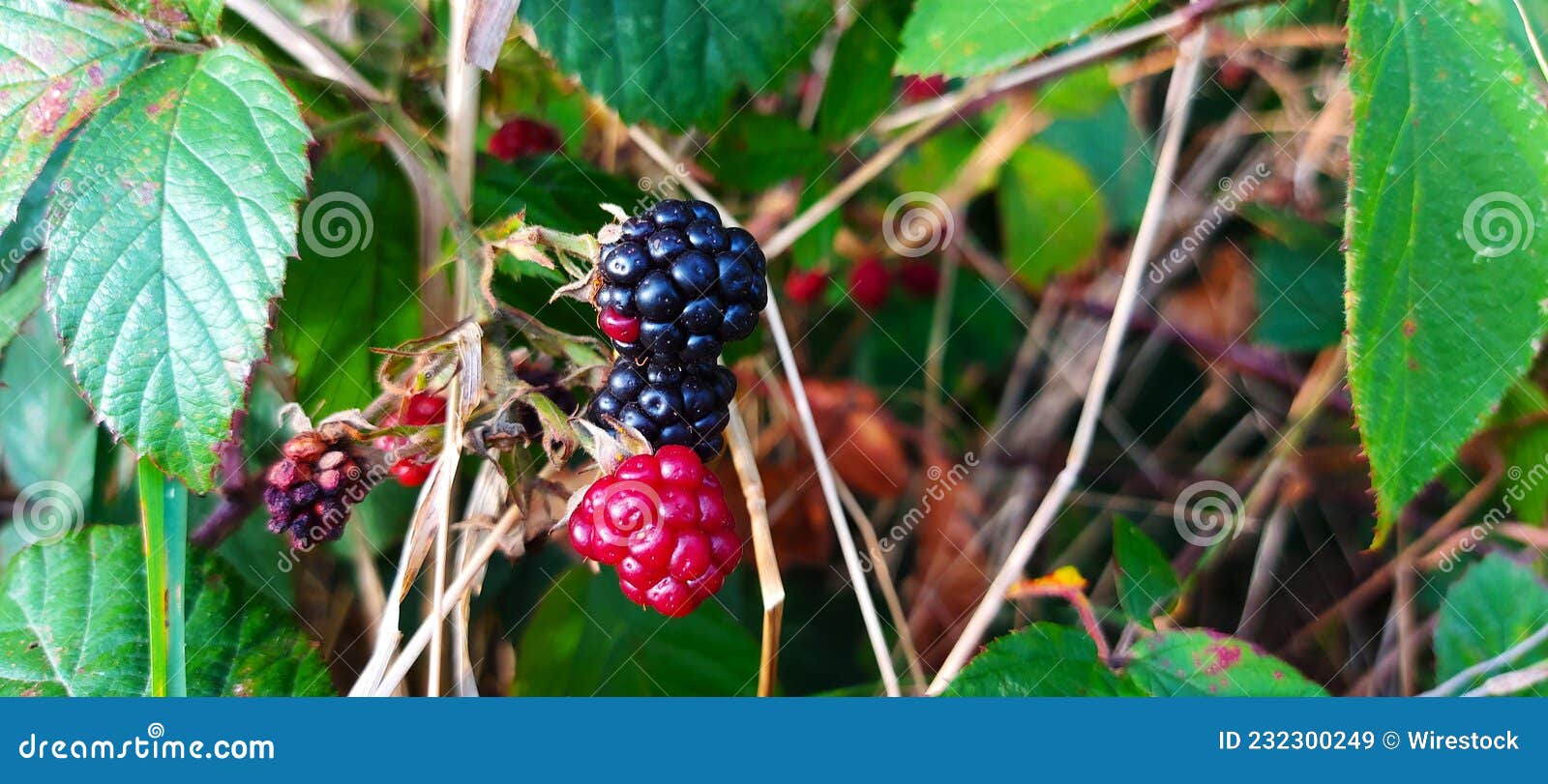 Wild black and red berrys stock image. Image of berry - 232300249