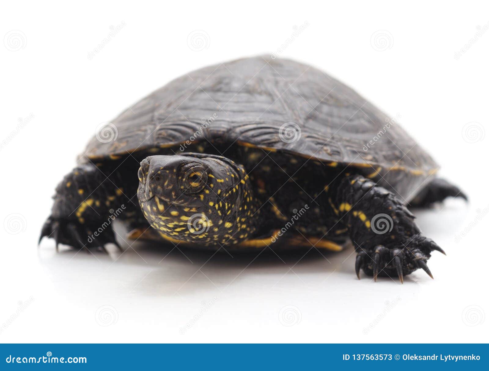 Wild black turtle stock image. Image of reptile, white - 137563573