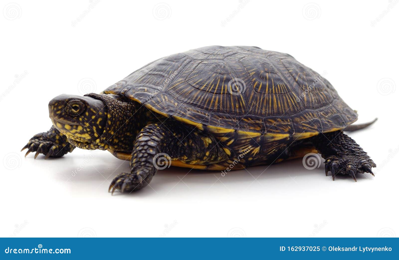 Wild black turtle stock image. Image of pets, black - 162937025