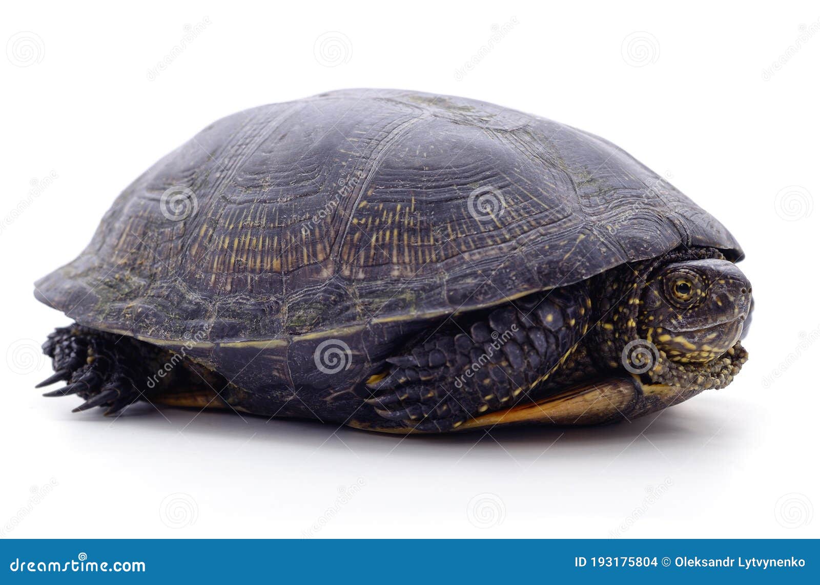 Wild black turtle stock photo. Image of nature, wildlife - 193175804
