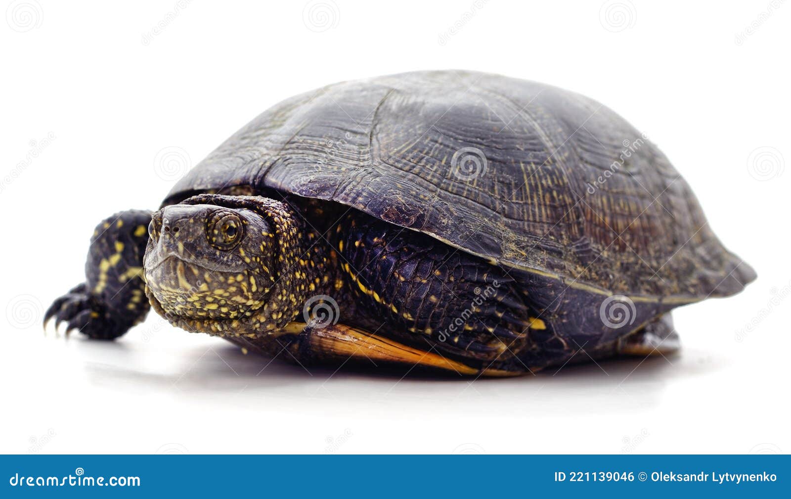 Wild black turtle stock photo. Image of laziness, endurance - 221139046