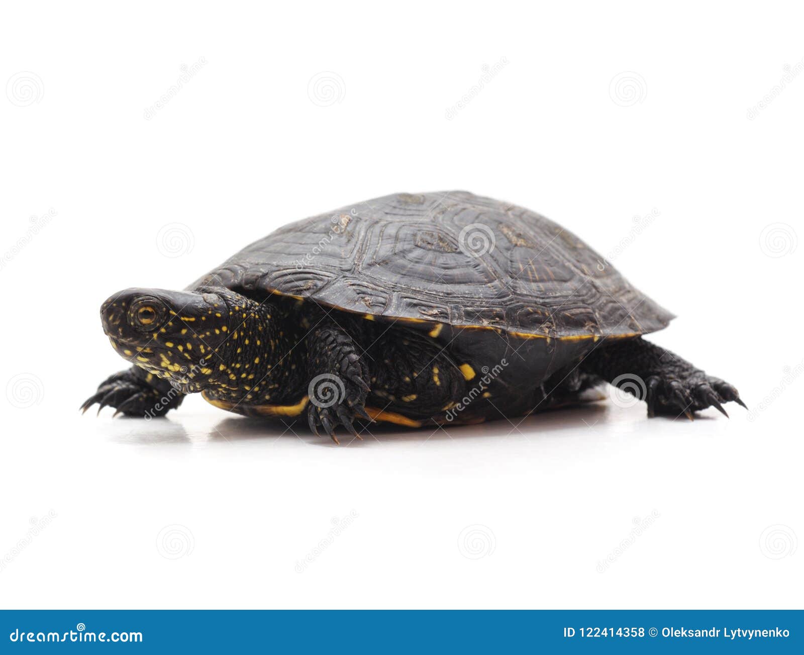 Wild black turtle. stock photo. Image of wild, white - 122414358