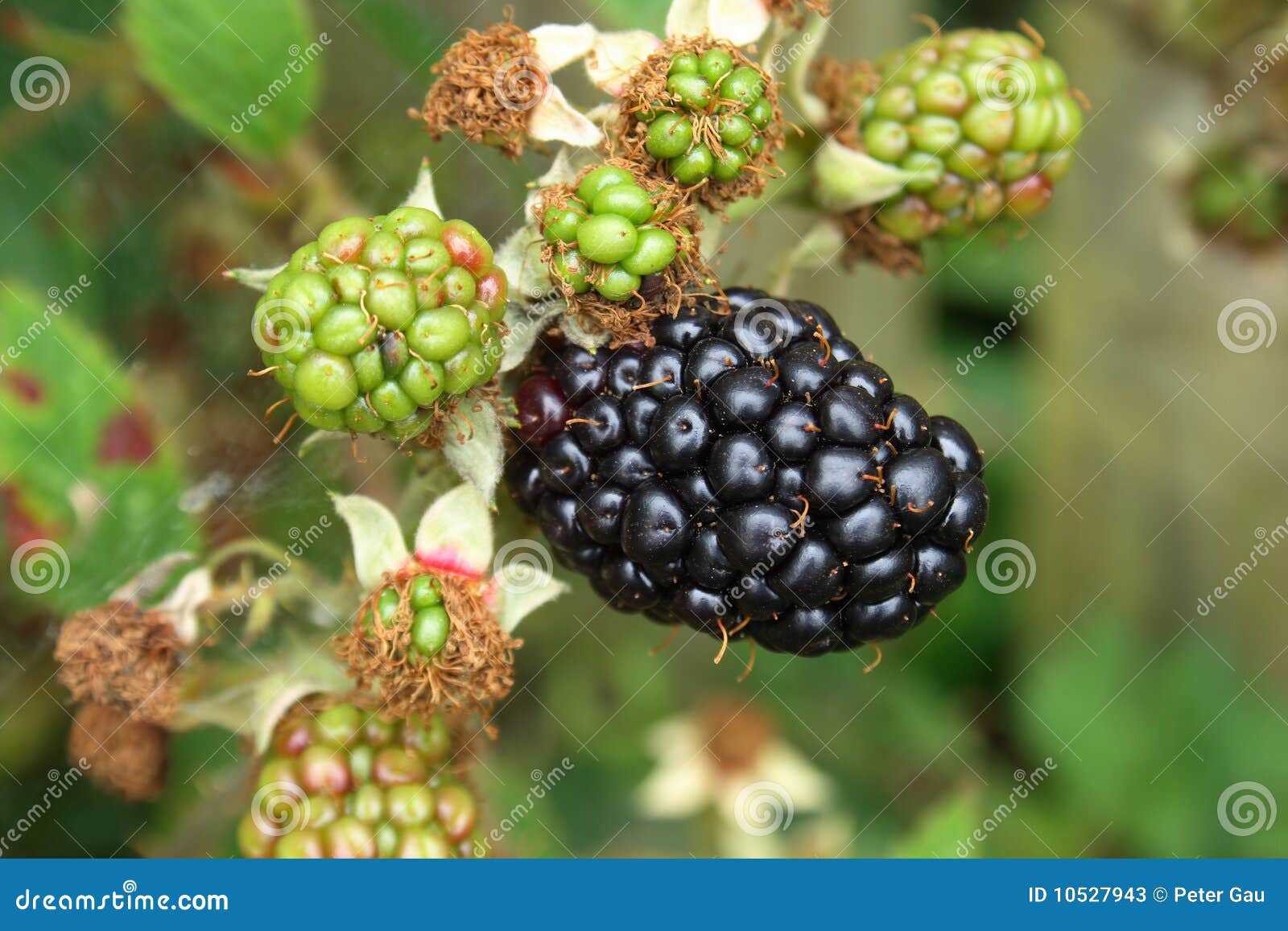 Wild blackberries stock image. Image of greenery, blackberries - 10527943