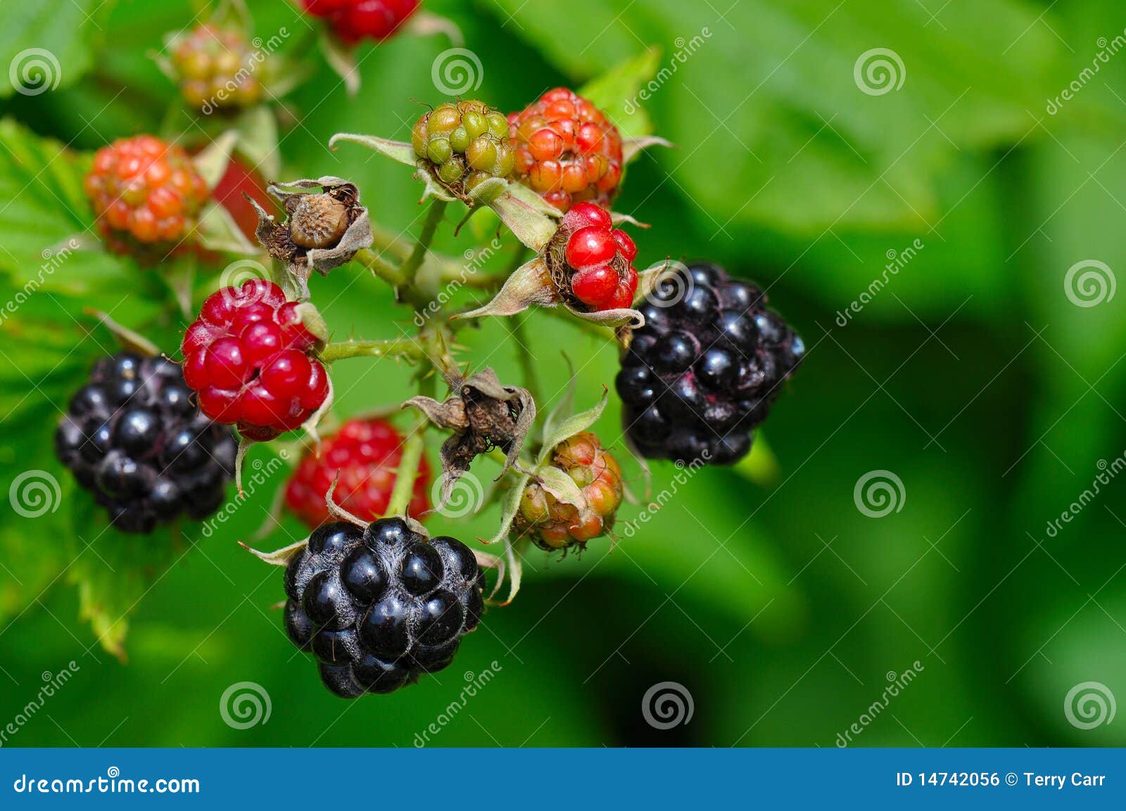 Wild blackberries stock photo. Image of nature, fresh - 14742056