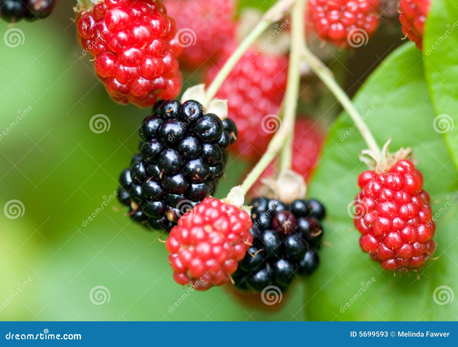Wild Blackberries stock image. Image of eating, picking - 5699593