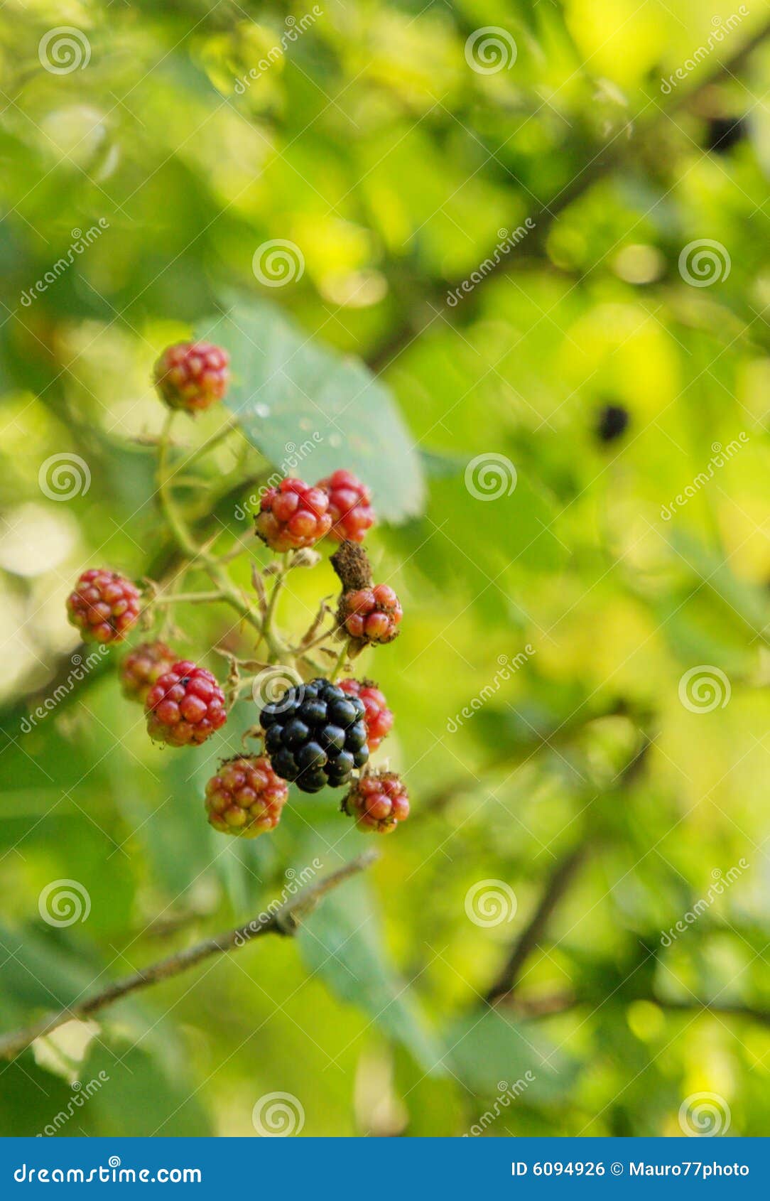 Wild blackberries stock photo. Image of detail, juice - 6094926