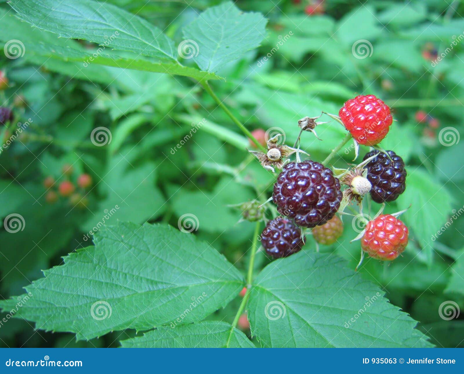 Wild Blackberries stock image. Image of juicy, growing - 935063