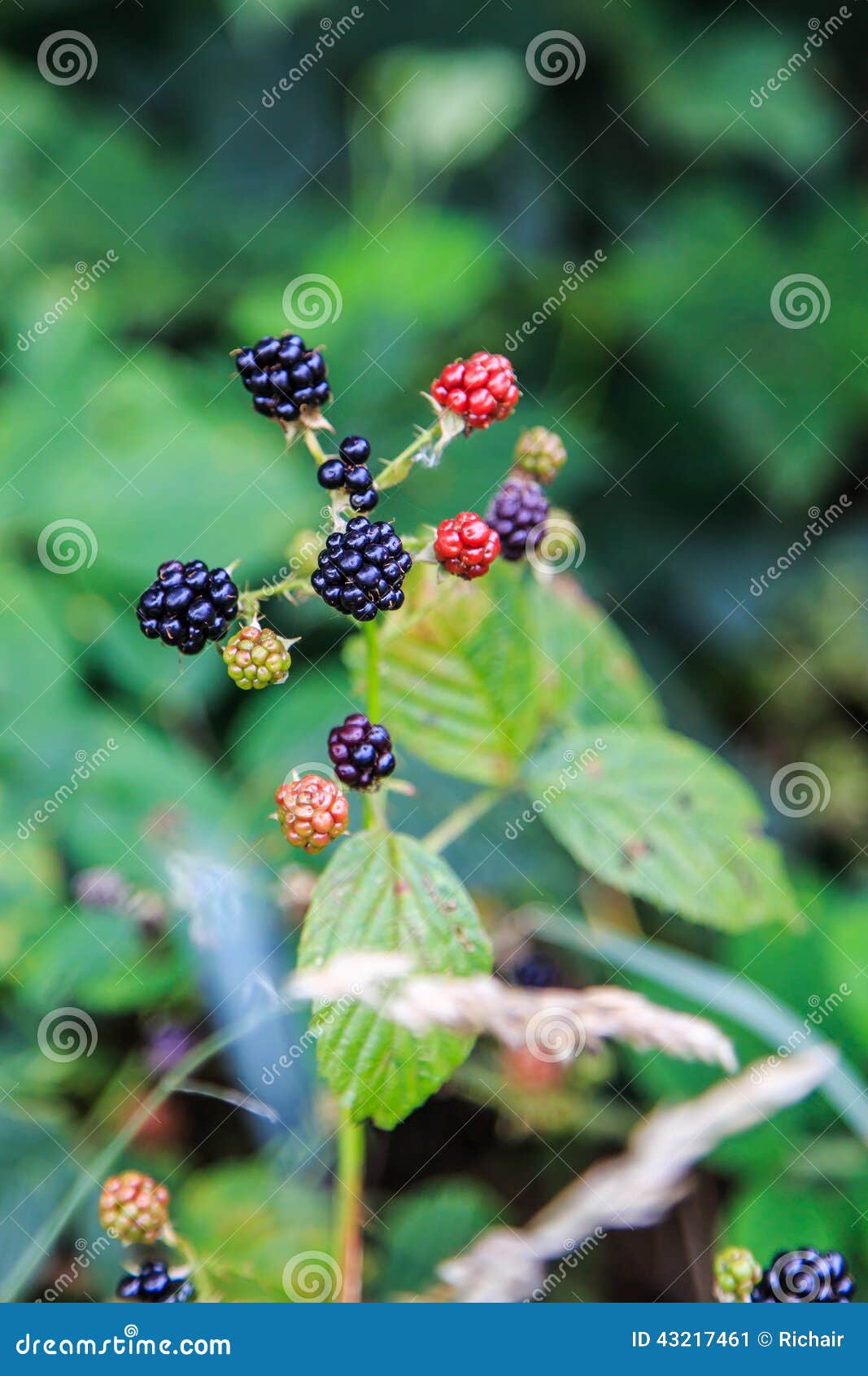 Wild Blackberries stock image. Image of eating, unripe - 43217461