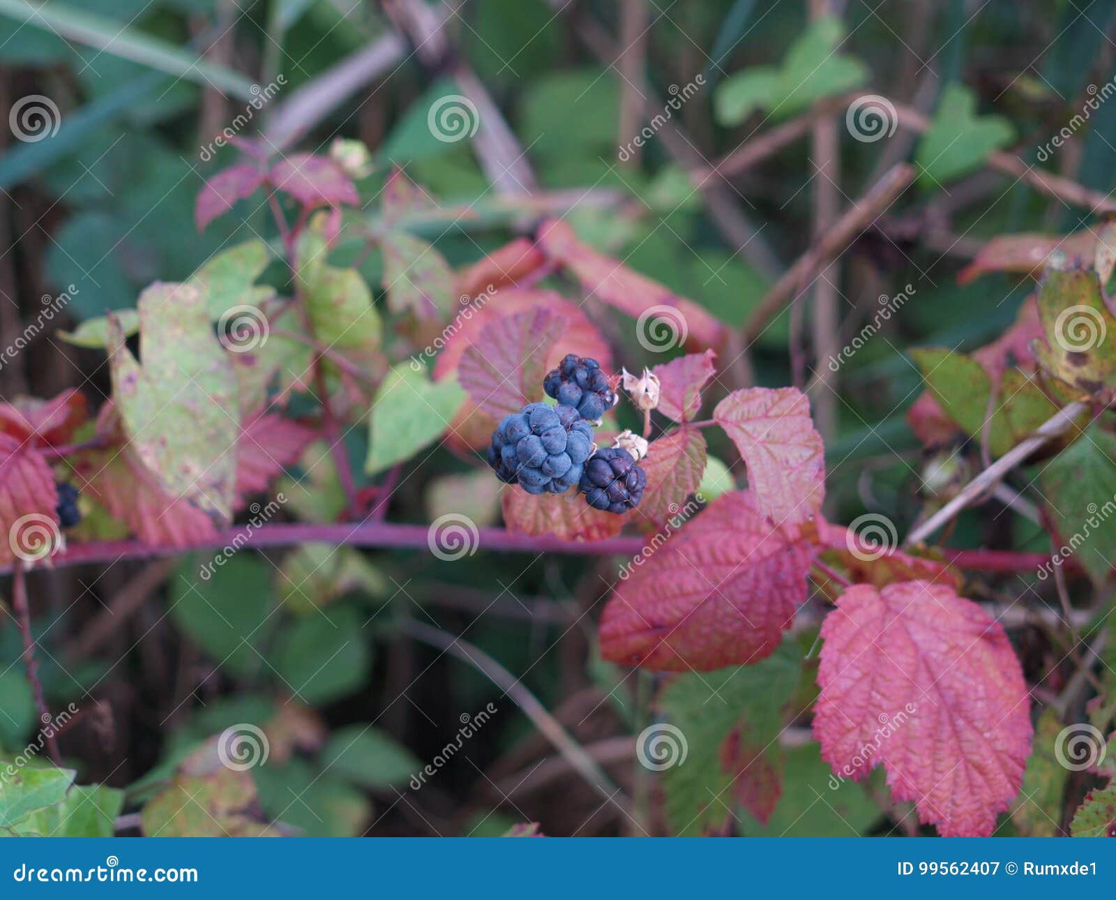 Wild Blackberries stock image. Image of plant, medicinal - 99562407