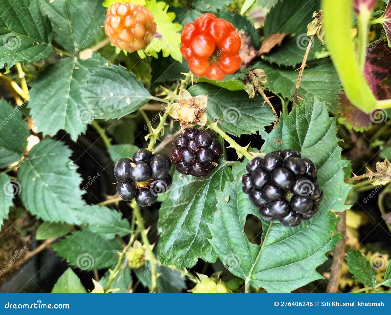 Wild Blackberries in the Forest Ready To Be Picked Stock Photo - Image ...