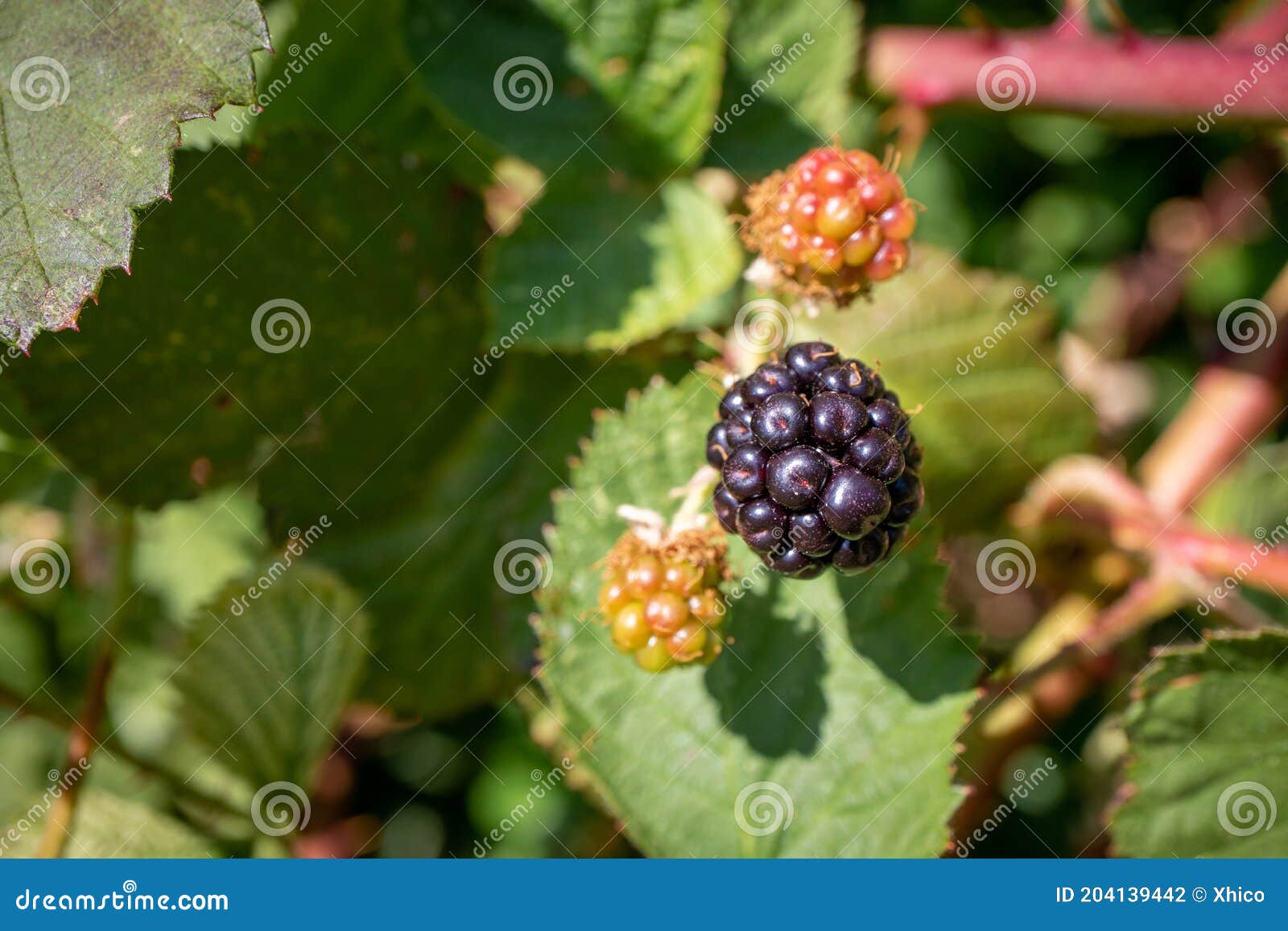 Wild Blackberries Growing on the Vine Stock Photo - Image of juicy ...