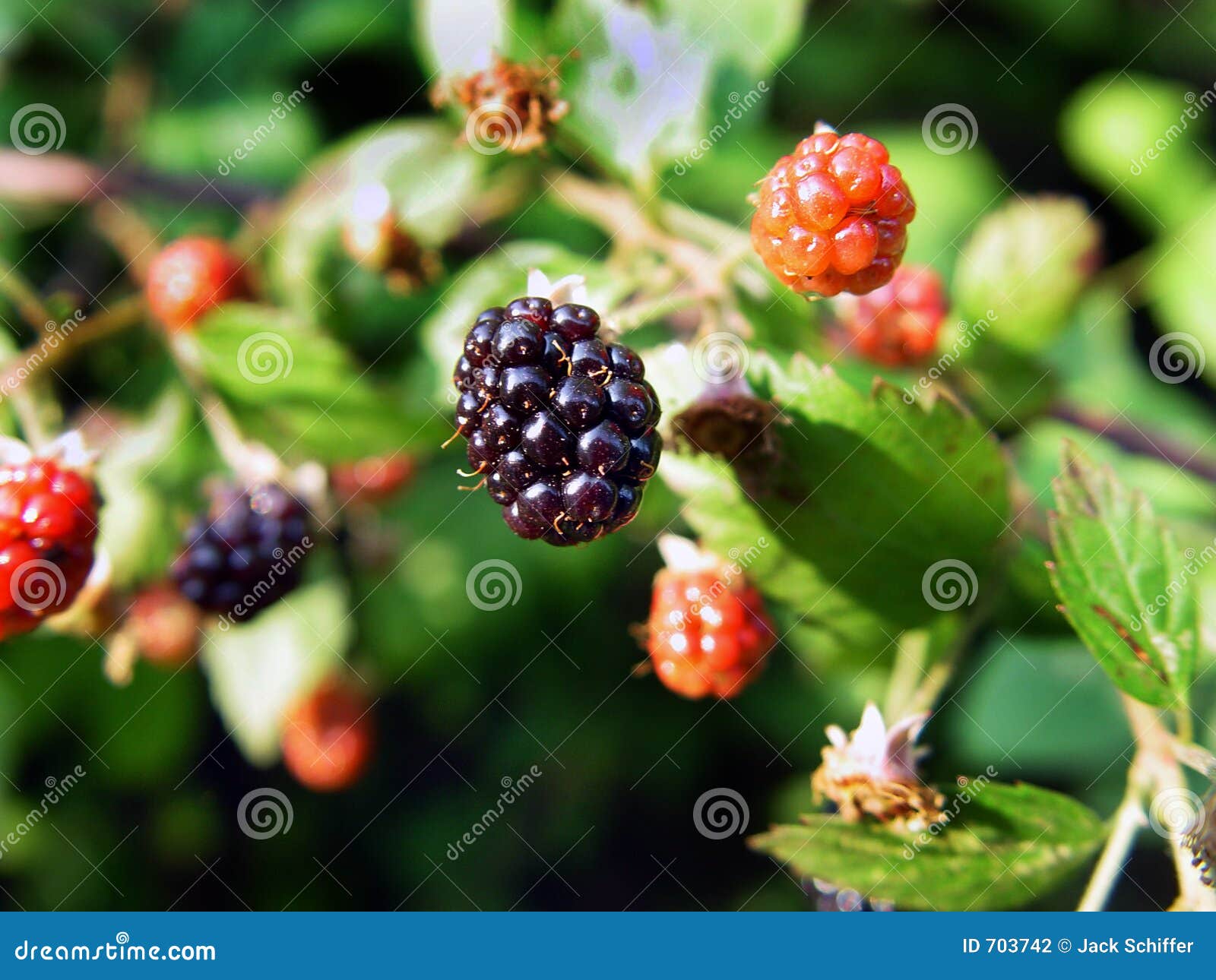 Wild blackberry stock photo. Image of stems, succulent - 703742