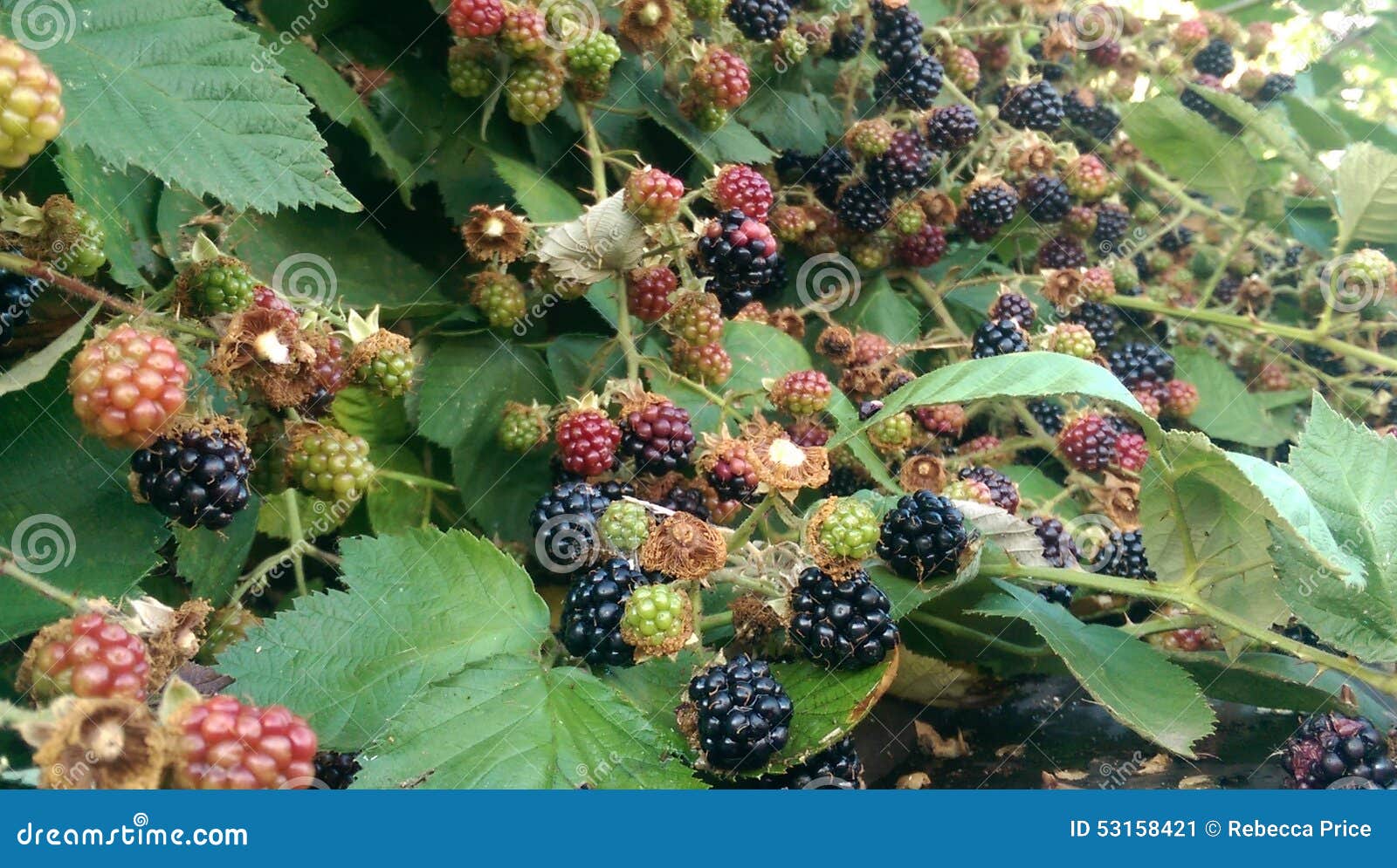 Wild blackberry brambles stock image. Image of early - 53158421