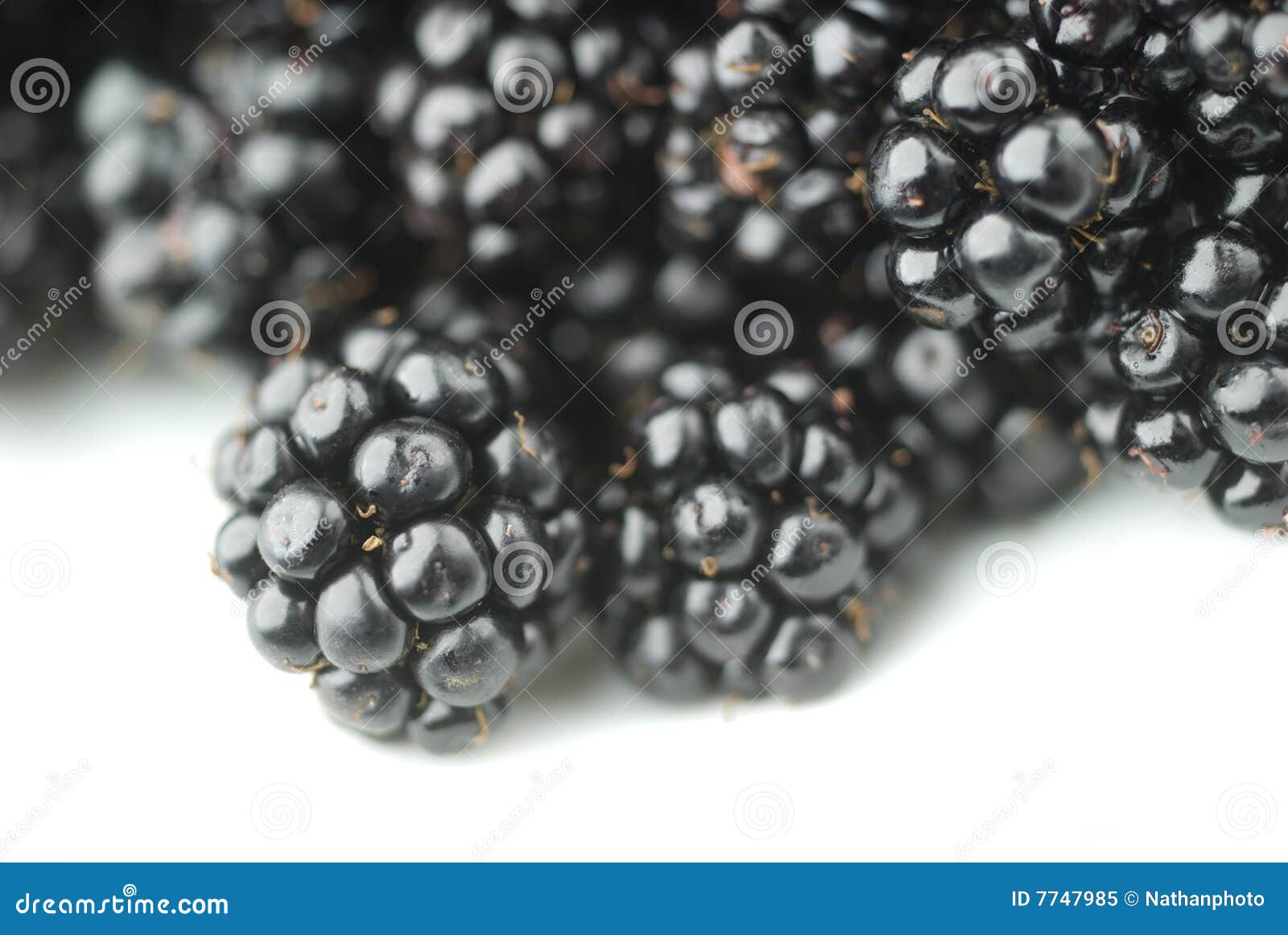 Wild Blackberry close up stock image. Image of fruticosus - 7747985