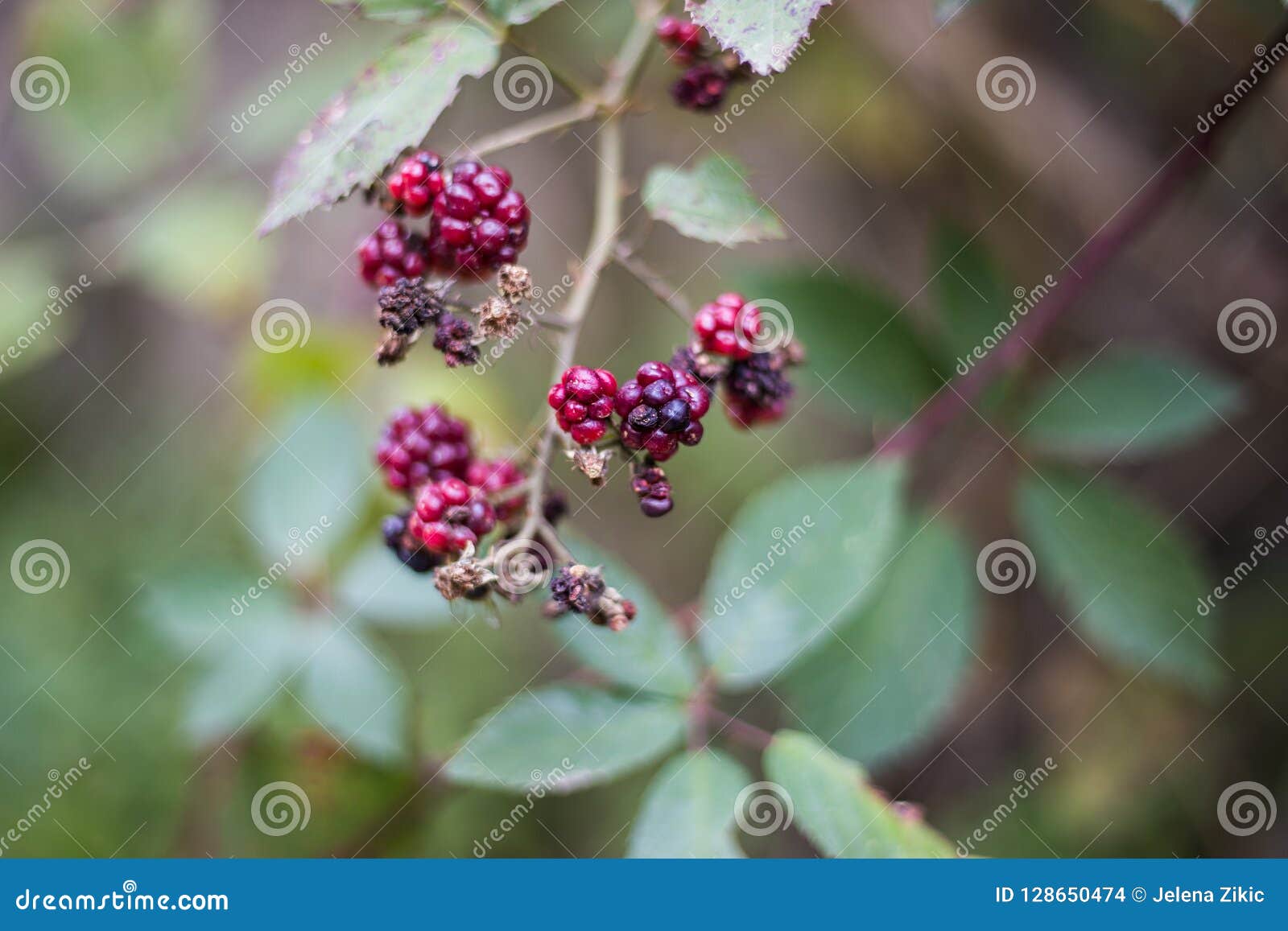 Wild blackberry stock photo. Image of growing, nice - 128650474