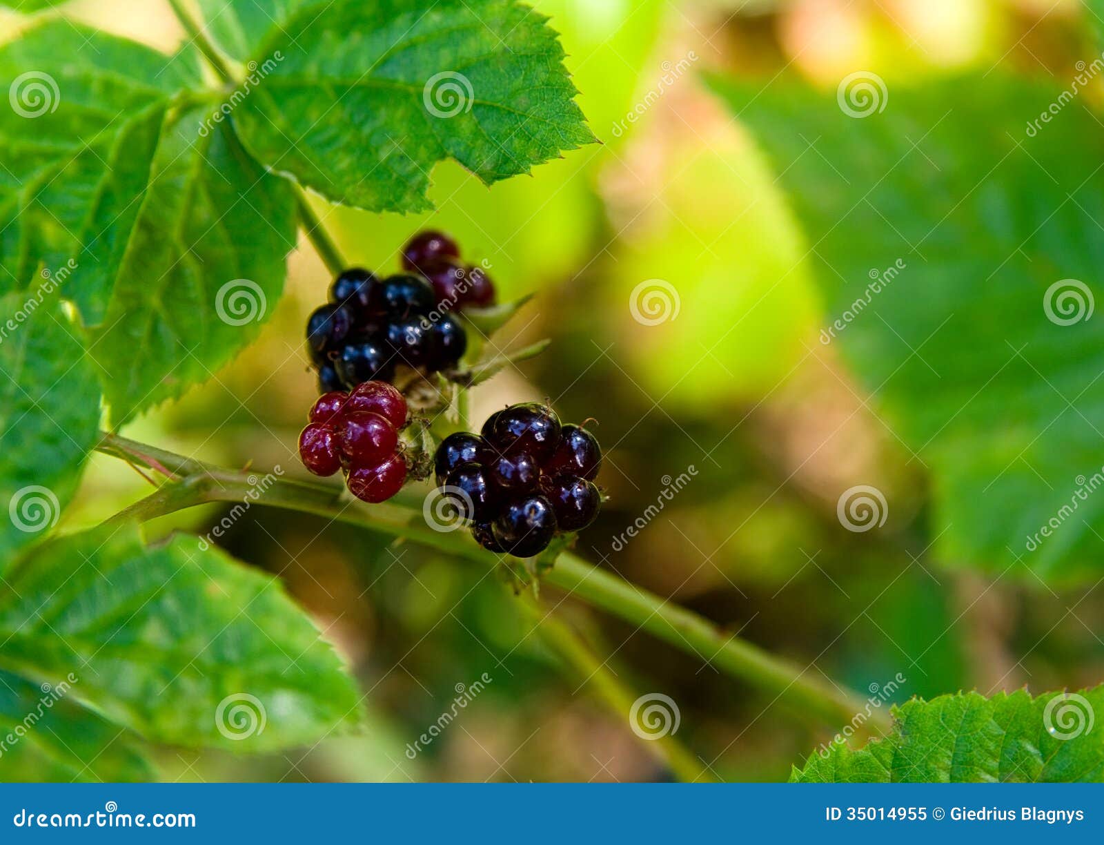 Wild blackberry stock image. Image of antioxidant, medicine - 35014955