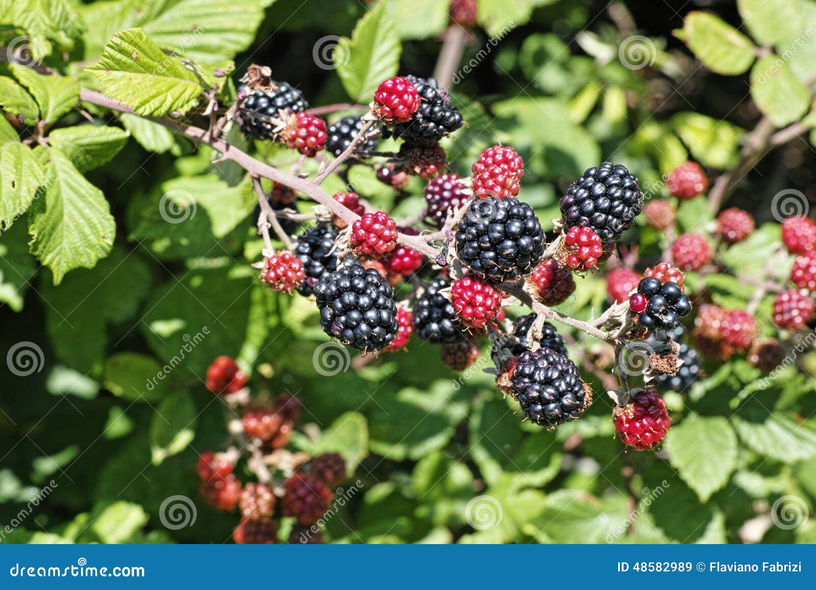 Wild blackberry stock image. Image of wild, shrub, flora - 48582989