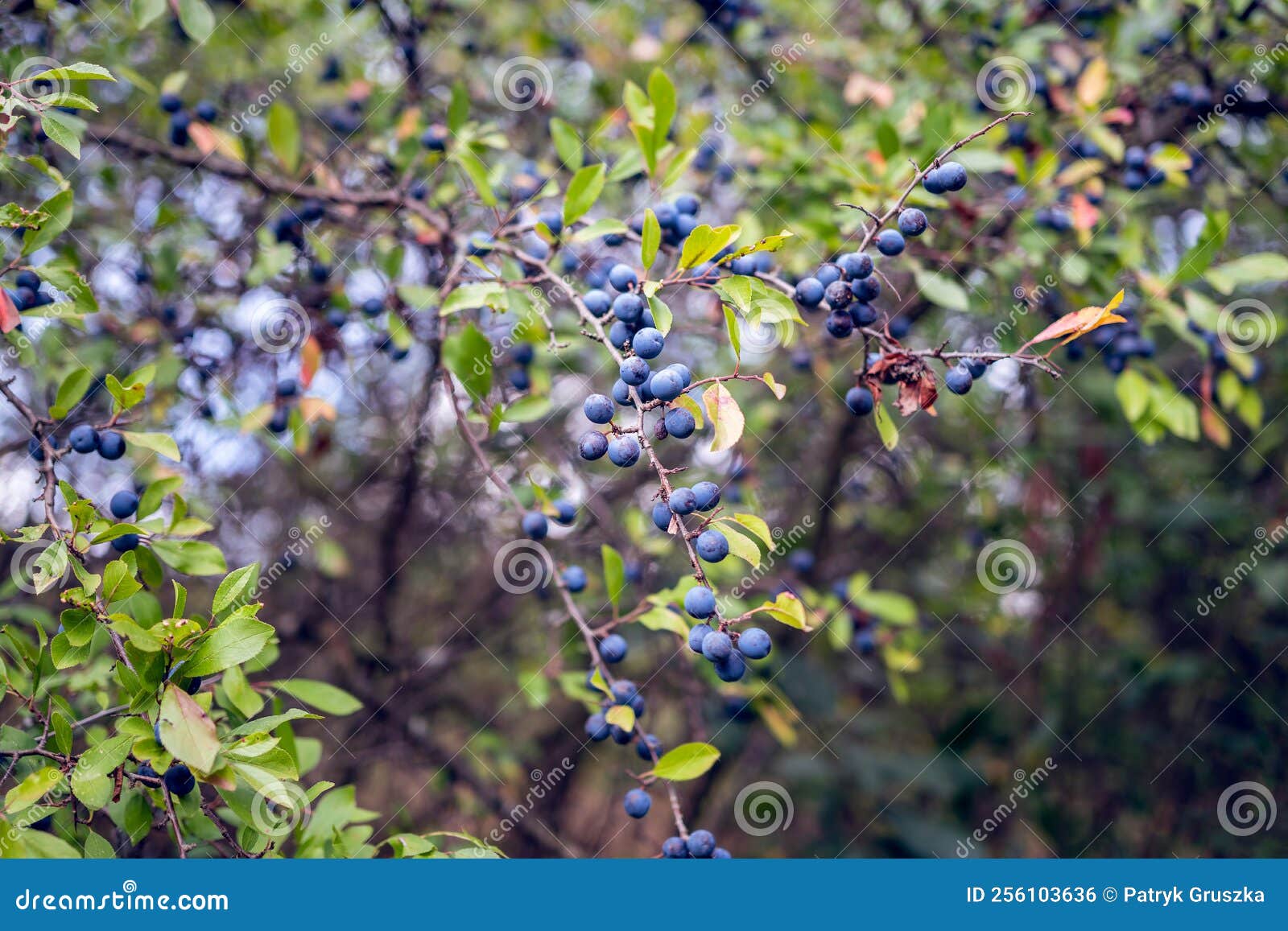 Wild Blackthorn Bushes (lac.Prunus Spinosa) Stock Photo - Image of ...