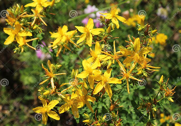 In the Wild Bloom Hypericum Perforatum Stock Image - Image of nature ...
