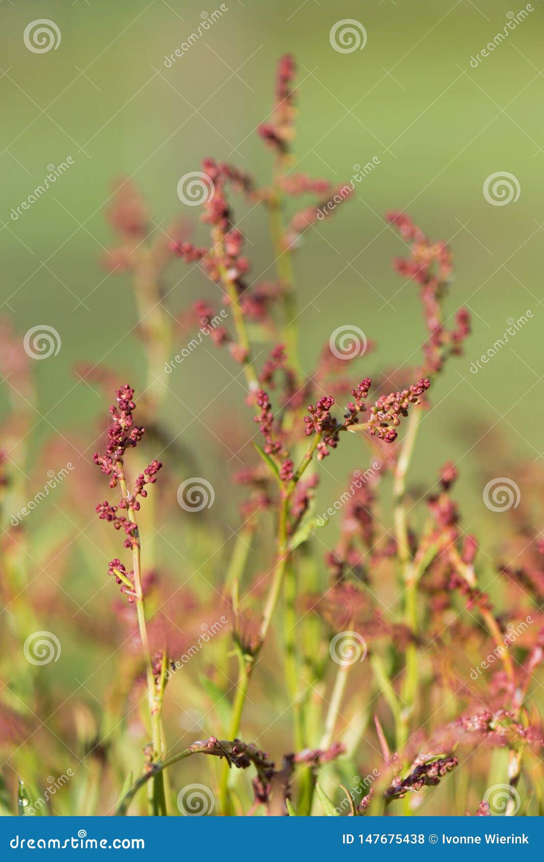 Common Sorrel Garden Rumex Acetosa Spinach Royalty-Free Stock ...