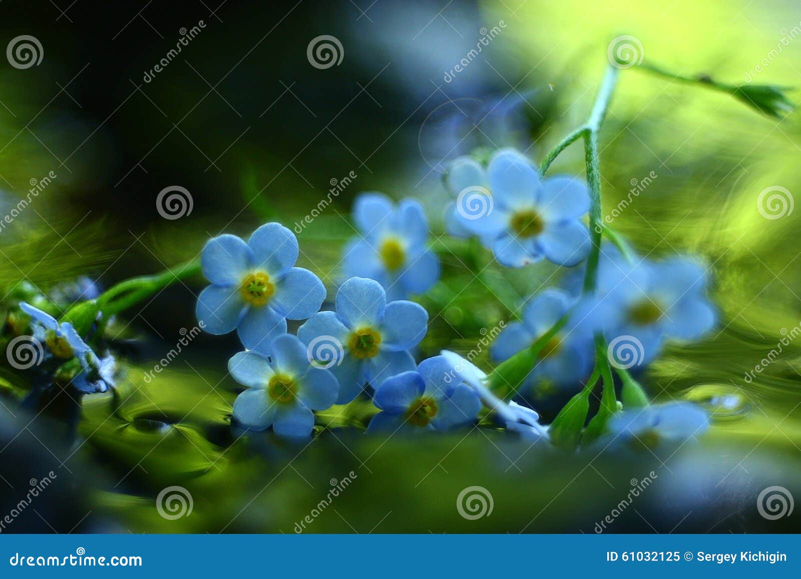 Wild Blue Beautiful Flowers Stock Image - Image of petal, close: 61032125