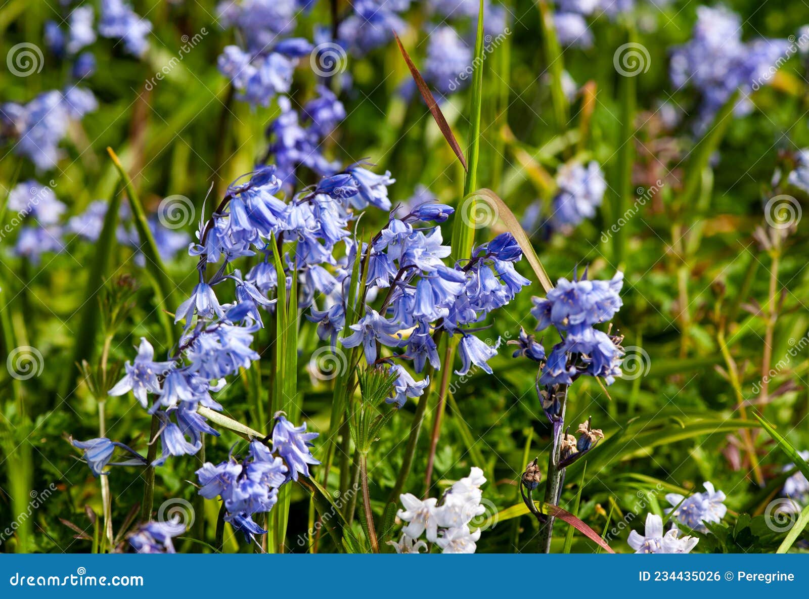 Wild blue bell stock photo. Image of lawn, bell, floral - 234435026