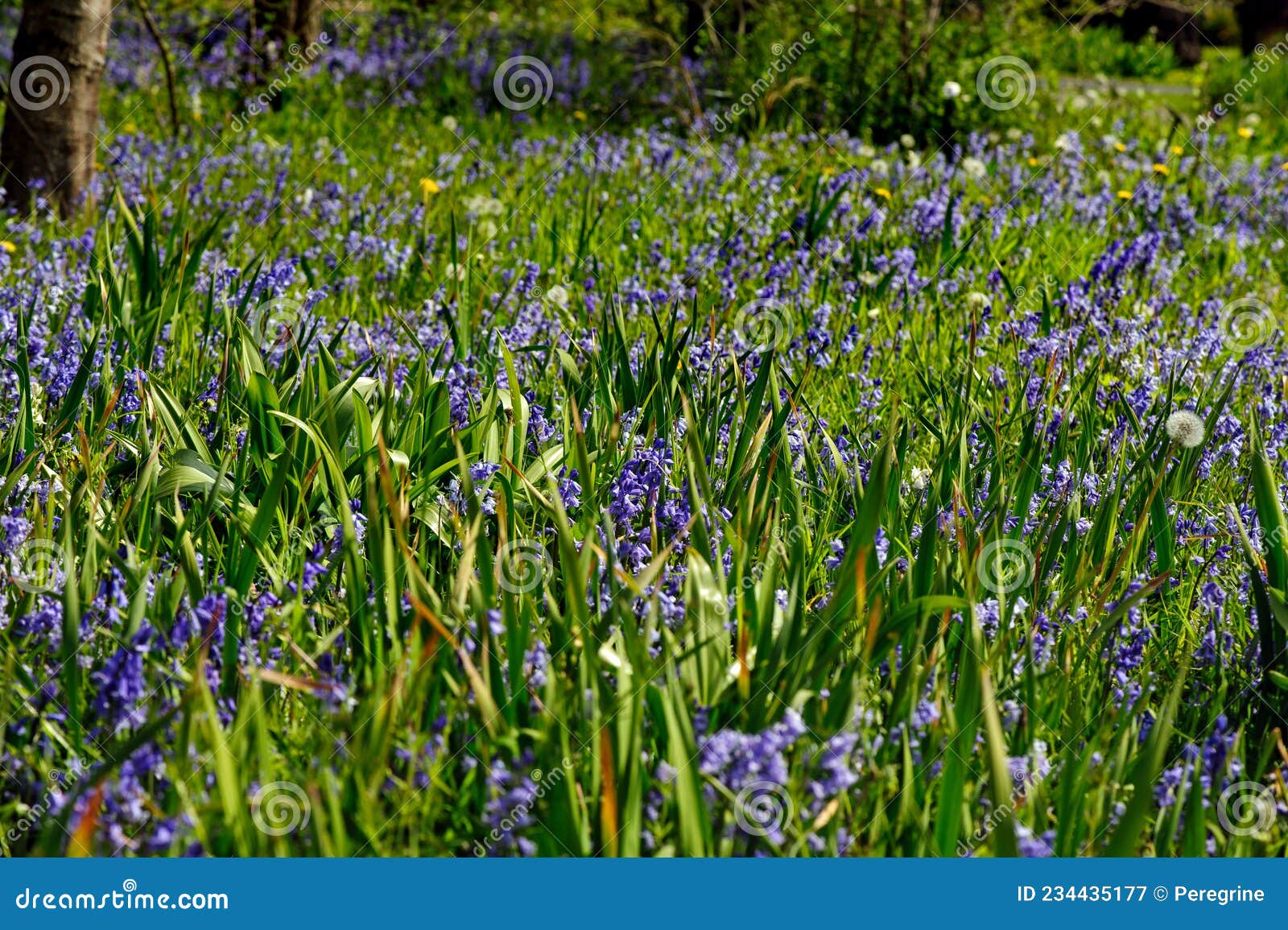 Wild blue bell stock image. Image of colorful, plant - 234435177