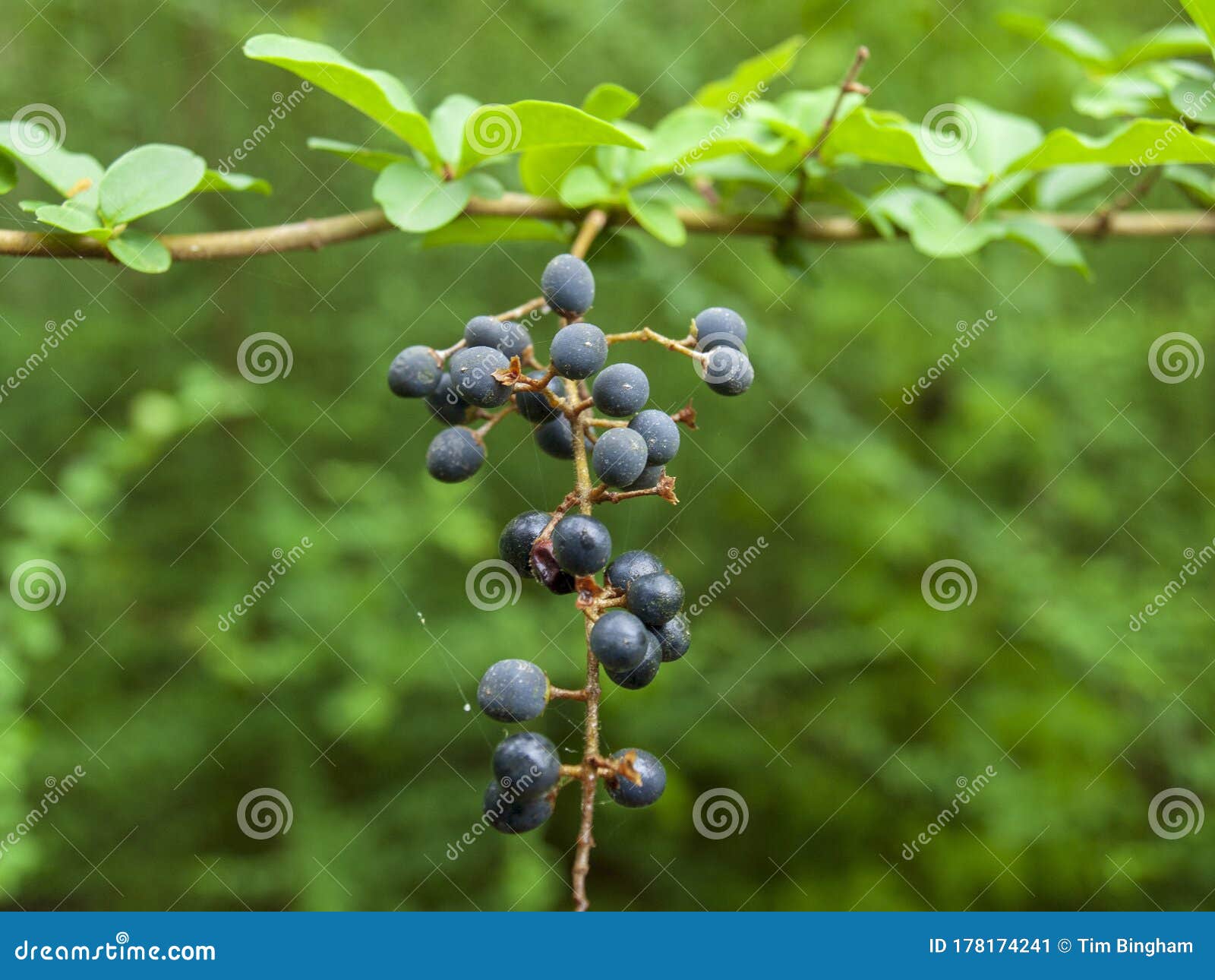 Wild Blue Colored Berries Growing on Tree Stock Image - Image of forest ...